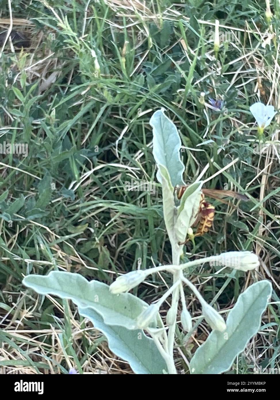 Apache Paper Wasp (Polistes apachus Stock Photo - Alamy