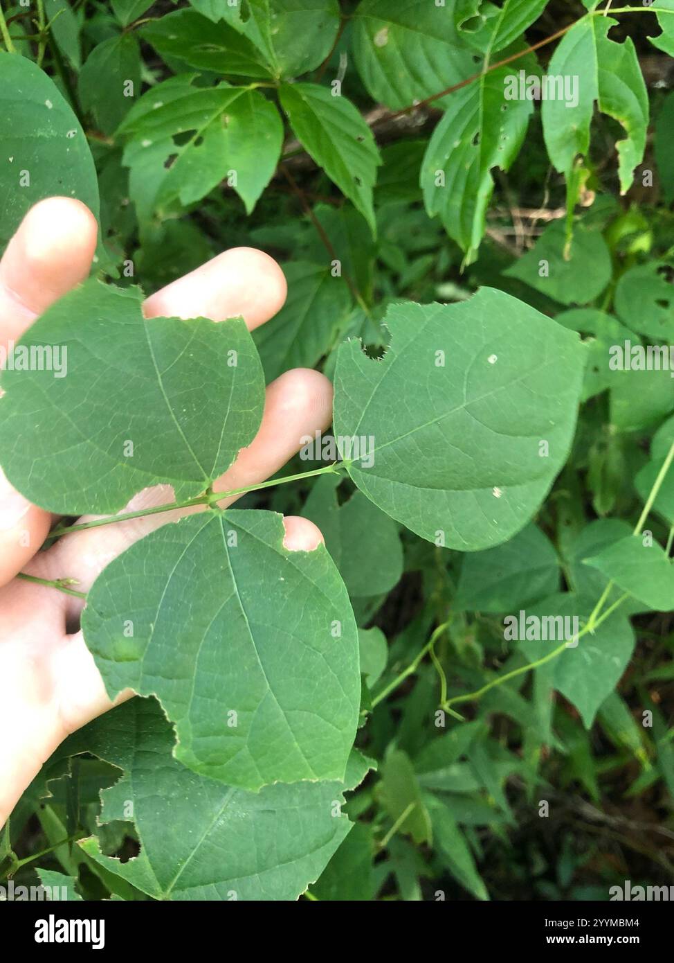 Polystachios hi-res stock photography and images - Alamy