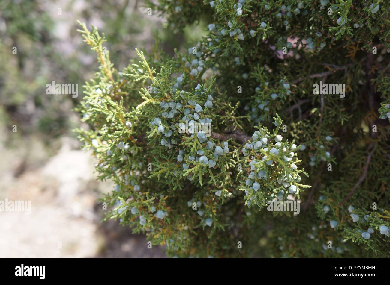 Utah Juniper (Juniperus osteosperma Stock Photo - Alamy