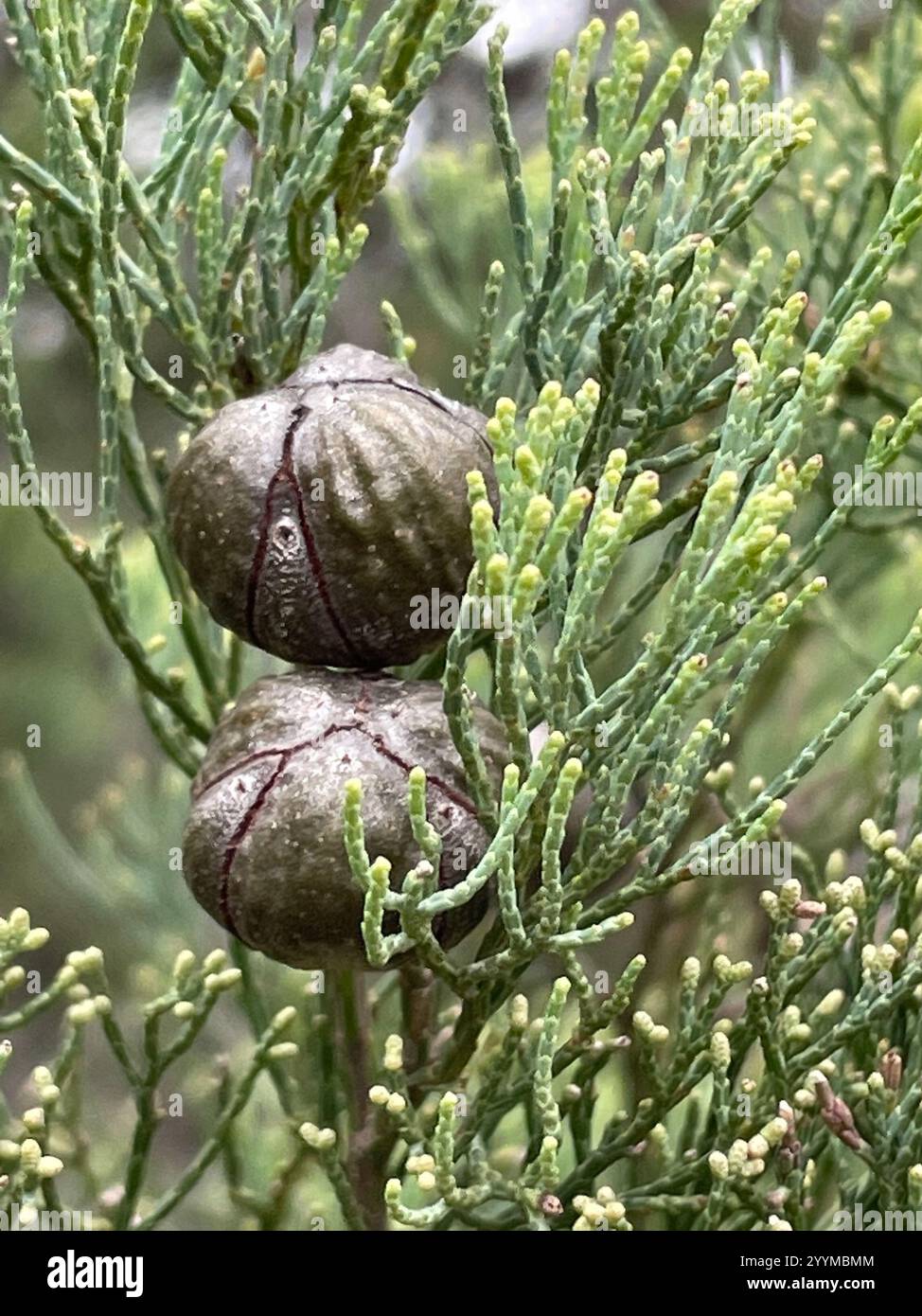 White Cypress-pine (Callitris glaucophylla Stock Photo - Alamy