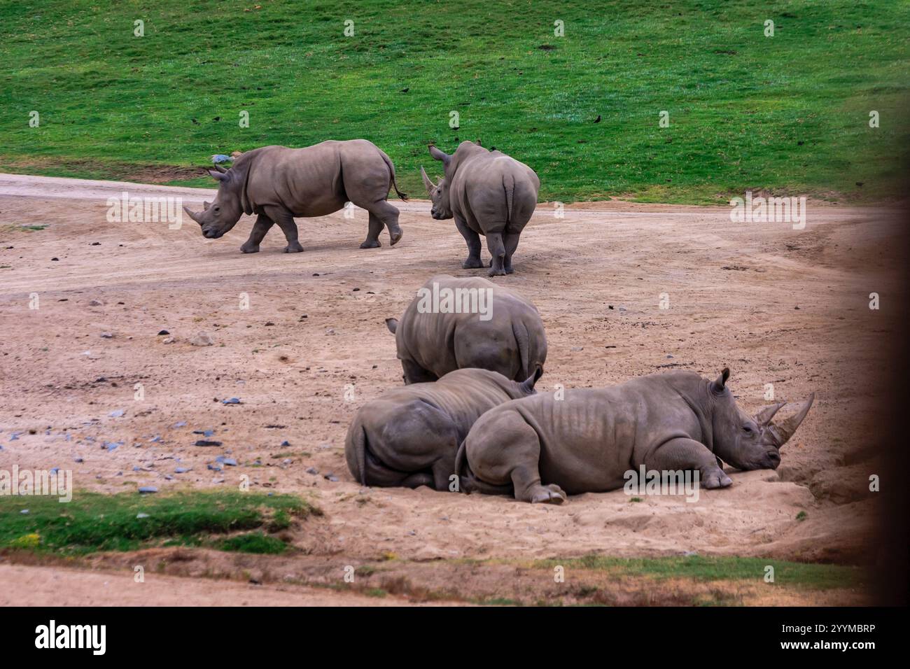 A group of rhinos are laying down in the dirt. The rhinos are all ...