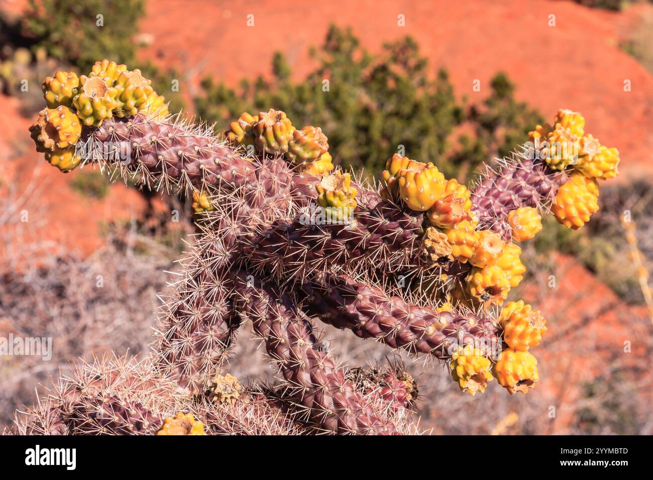 A cactus with many spines and yellow flowers. The cactus is in a desert ...