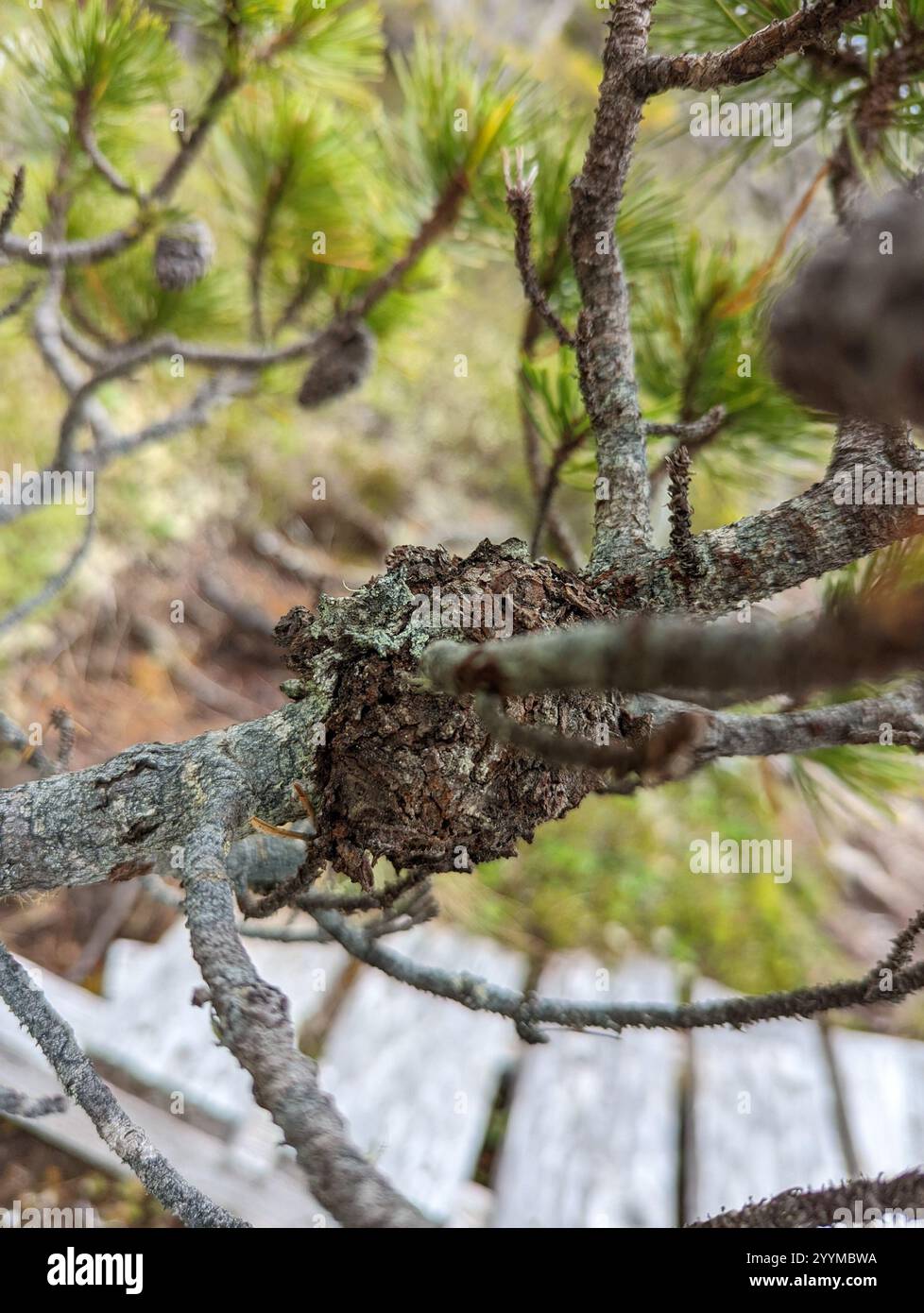 Western Gall Rust (Cronartium harknessii Stock Photo - Alamy