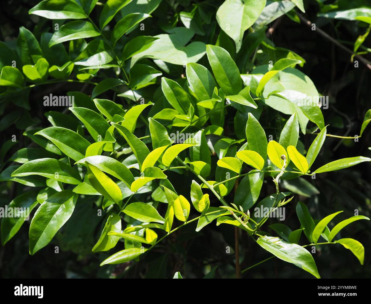Evergreen Wisteria (Wisteriopsis reticulata Stock Photo - Alamy