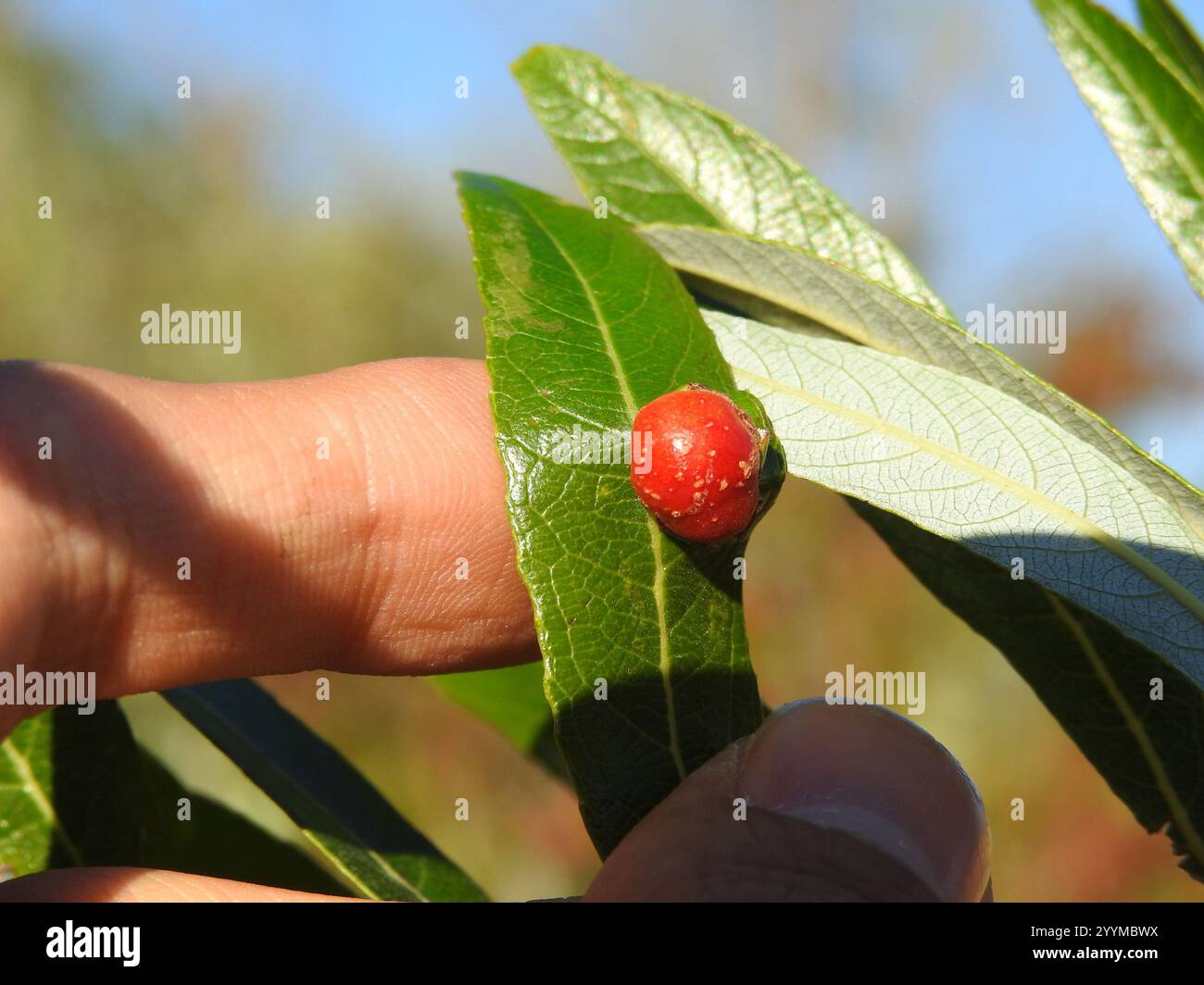 Willow Apple Gall Sawfly (Euura californica Stock Photo - Alamy