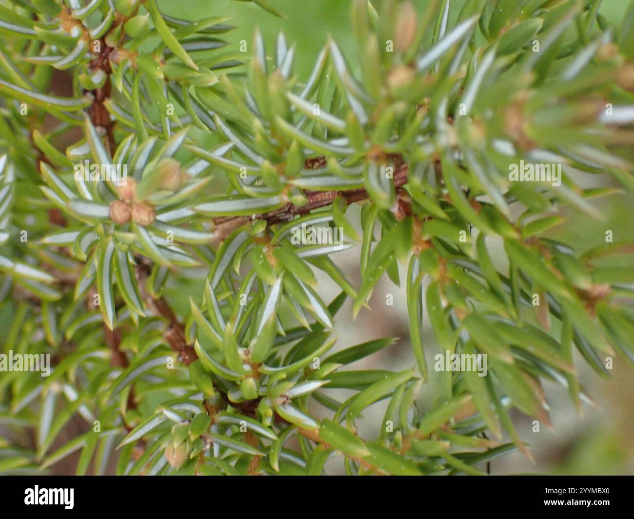 common juniper (Juniperus communis Stock Photo - Alamy