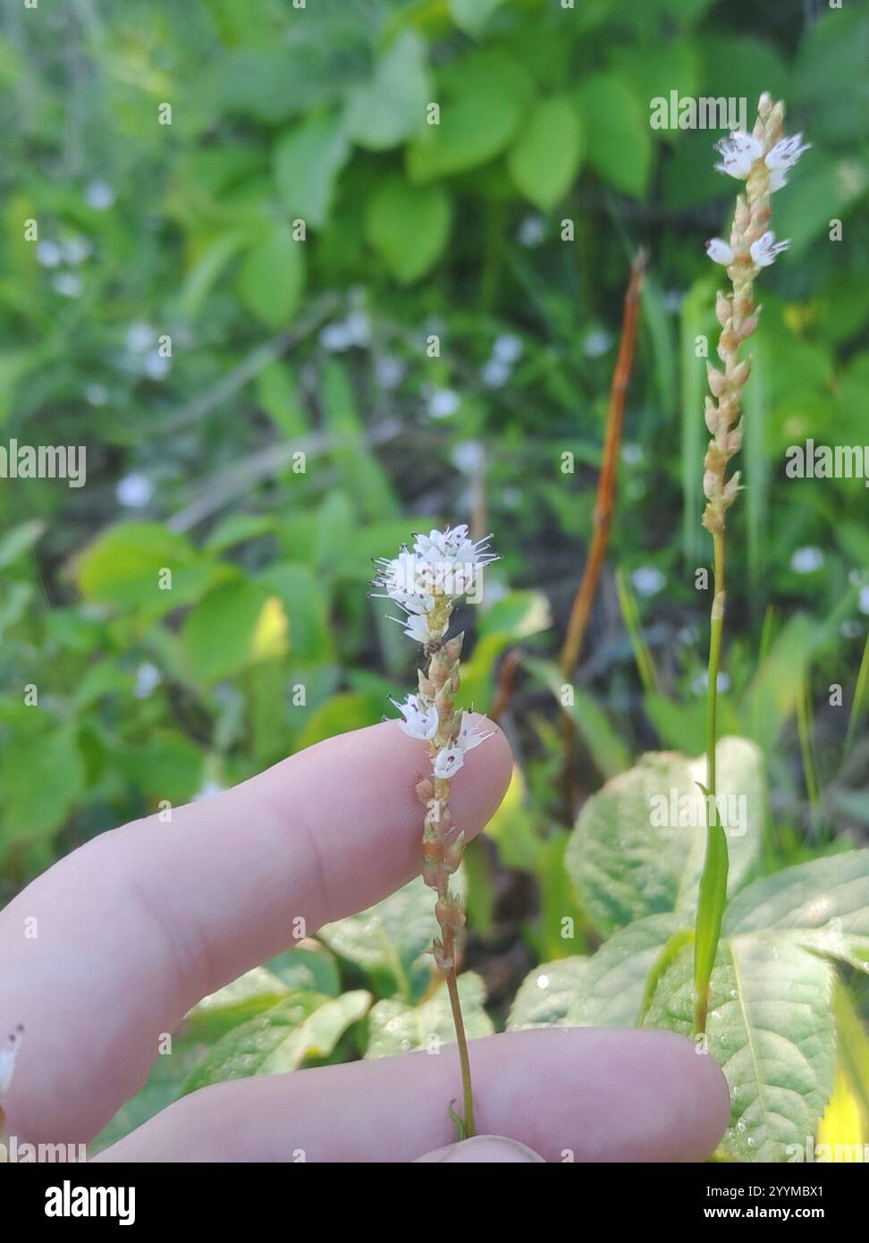 alpine bistort (Bistorta vivipara Stock Photo - Alamy