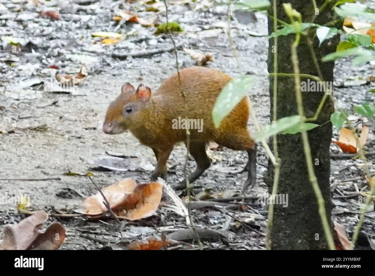 Central American Agouti (Dasyprocta punctata Stock Photo - Alamy