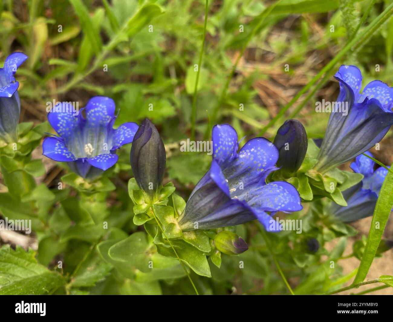 Mountain Bog Gentian (Gentiana calycosa Stock Photo - Alamy