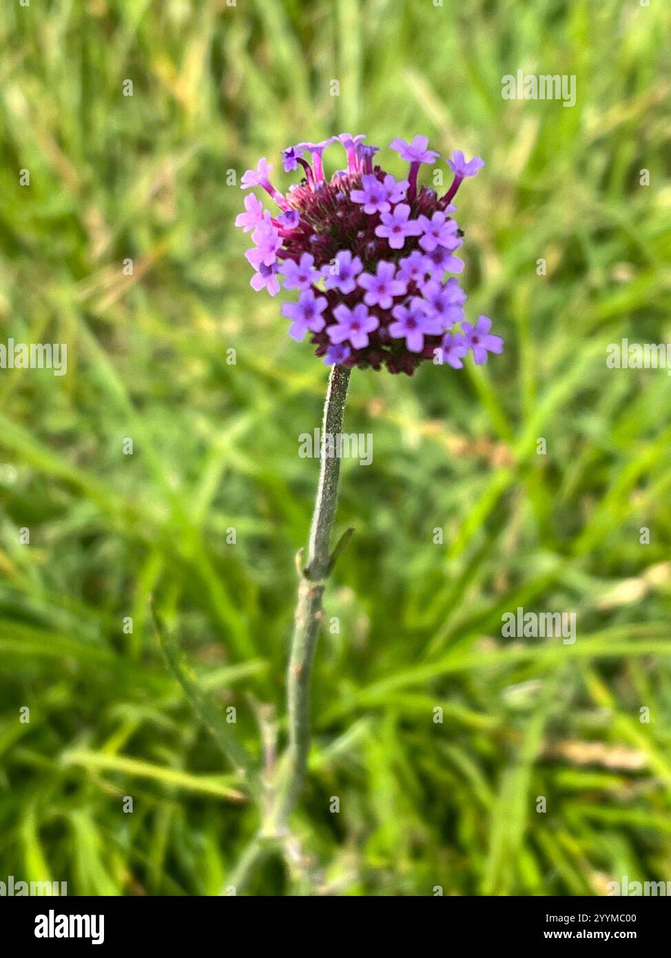 purpletop vervain (Verbena bonariensis Stock Photo - Alamy