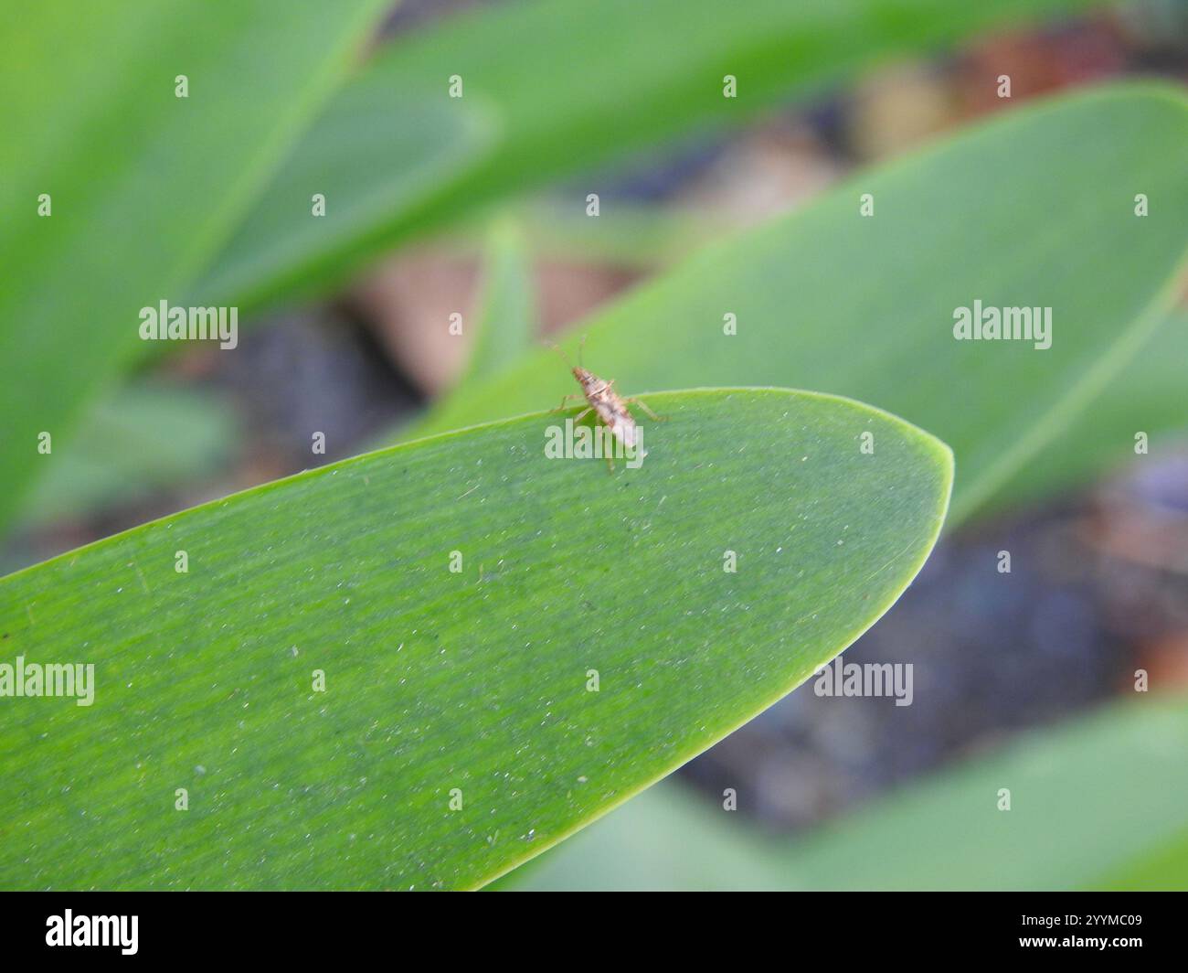 False chinch bugs (Nysius Stock Photo - Alamy
