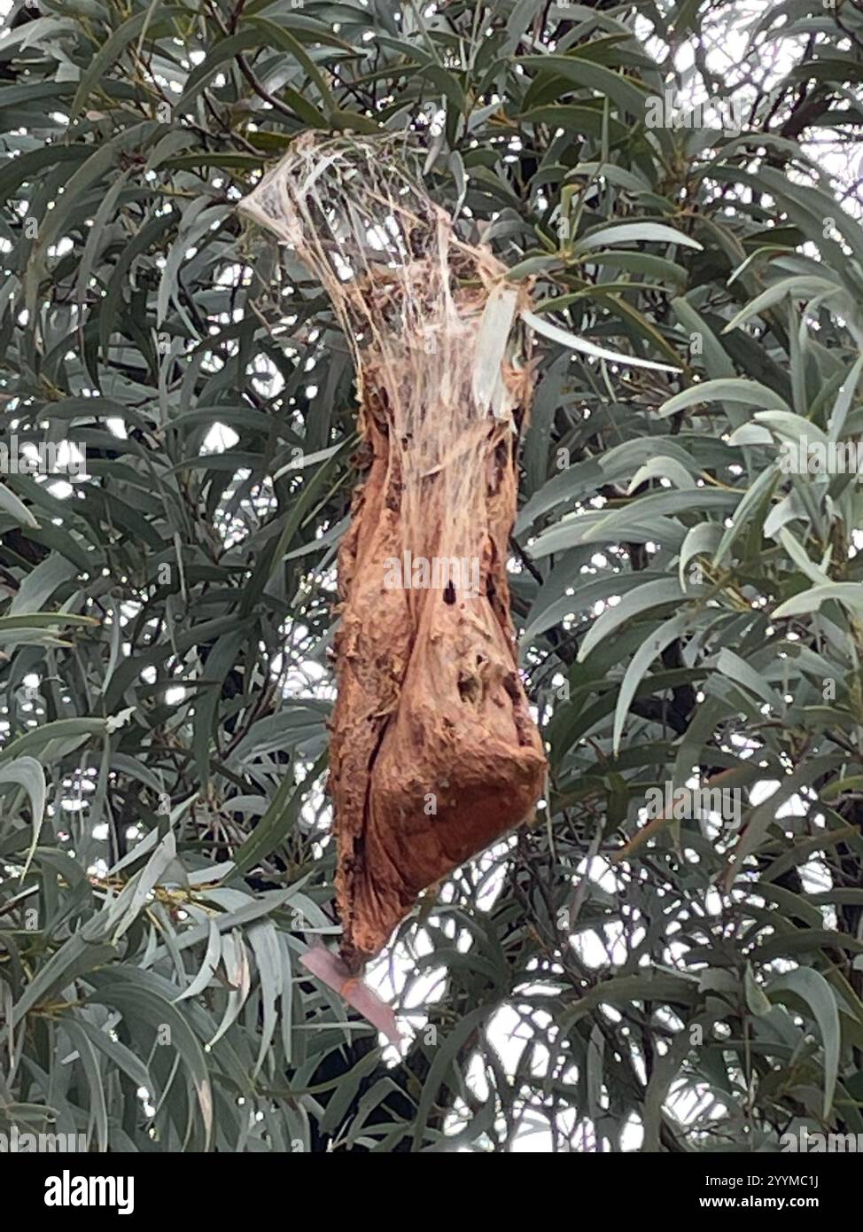 Bag-shelter Moth (Ochrogaster lunifer Stock Photo - Alamy