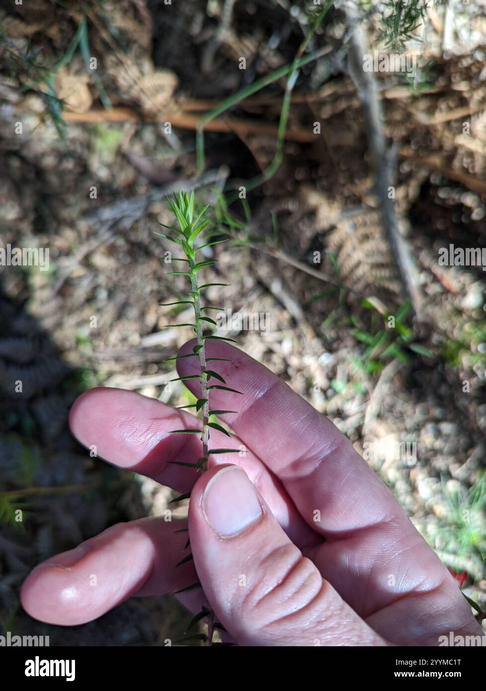 Common Heath (Epacris impressa Stock Photo - Alamy