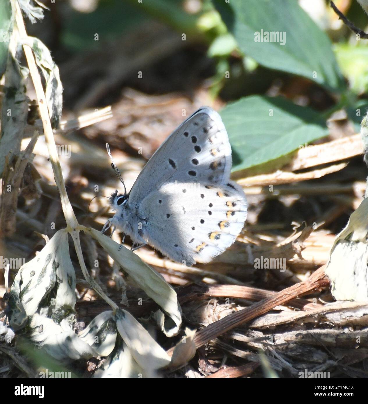 Anna's Blue (Plebejus anna Stock Photo - Alamy