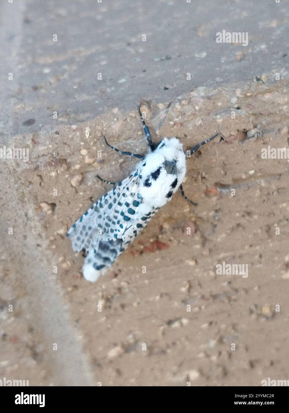 Wood Leopard Moth (Zeuzera pyrina Stock Photo - Alamy