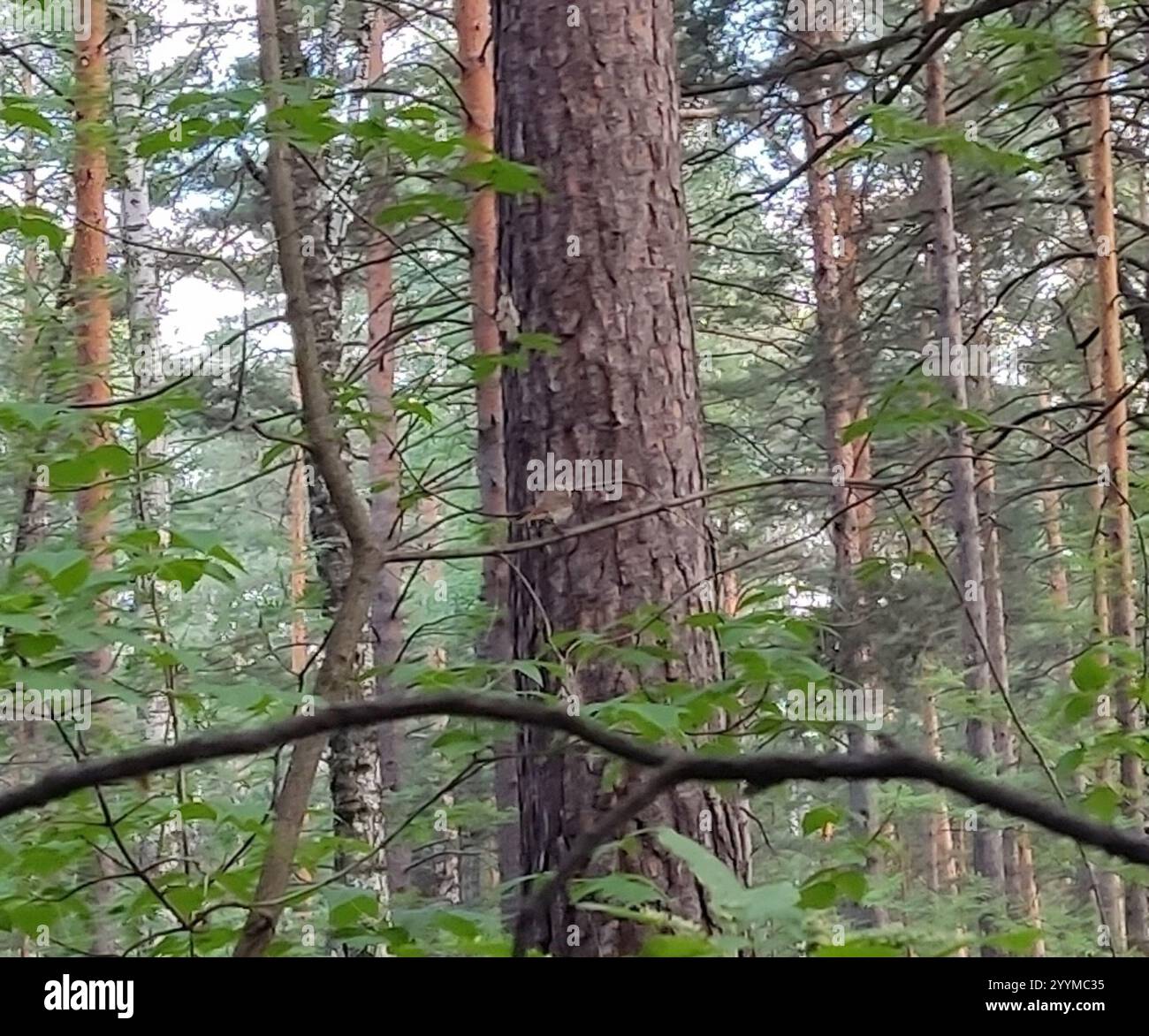 Thrush Nightingale (Luscinia luscinia Stock Photo - Alamy