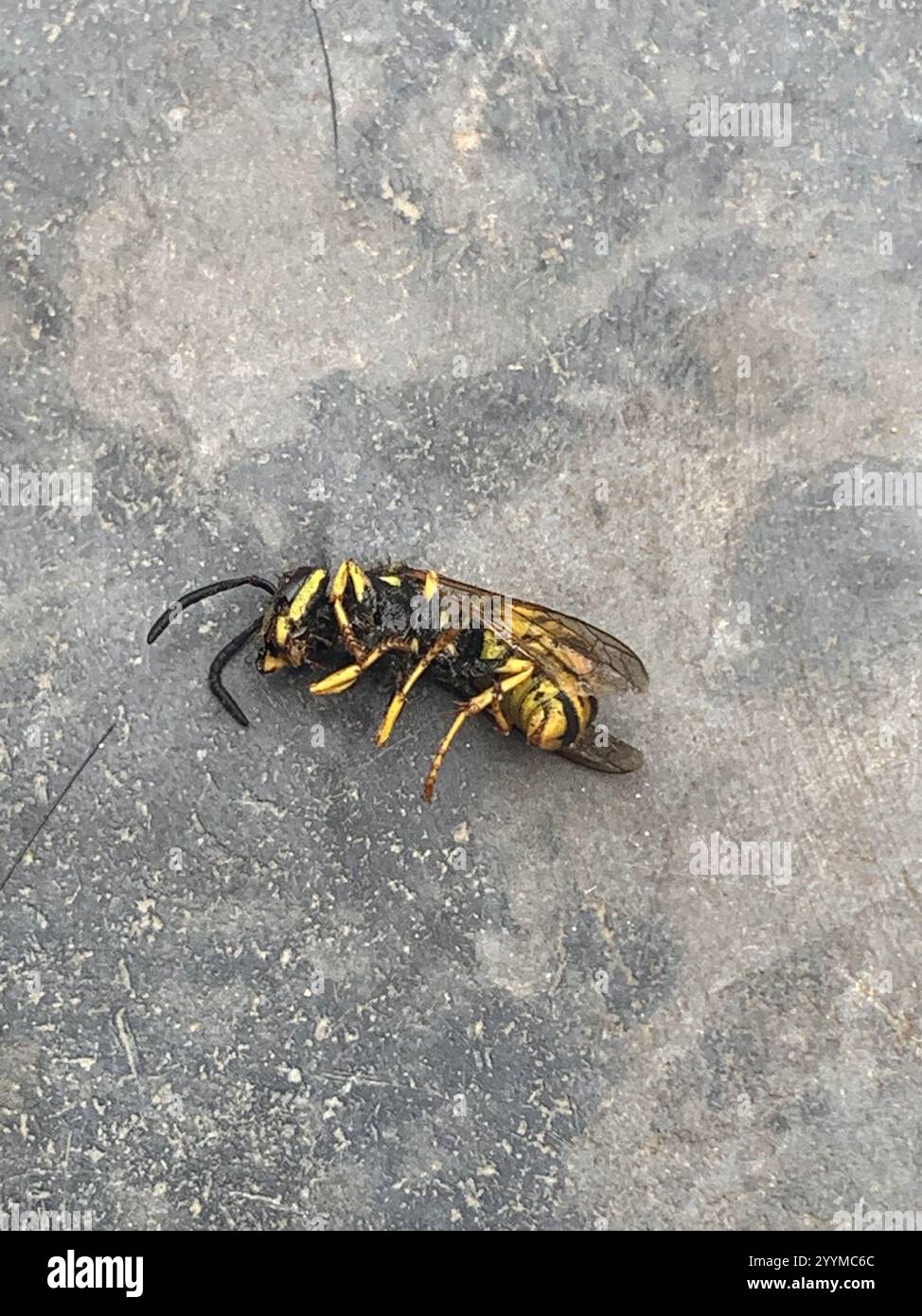 Hornets and Yellowjackets (Vespinae Stock Photo - Alamy