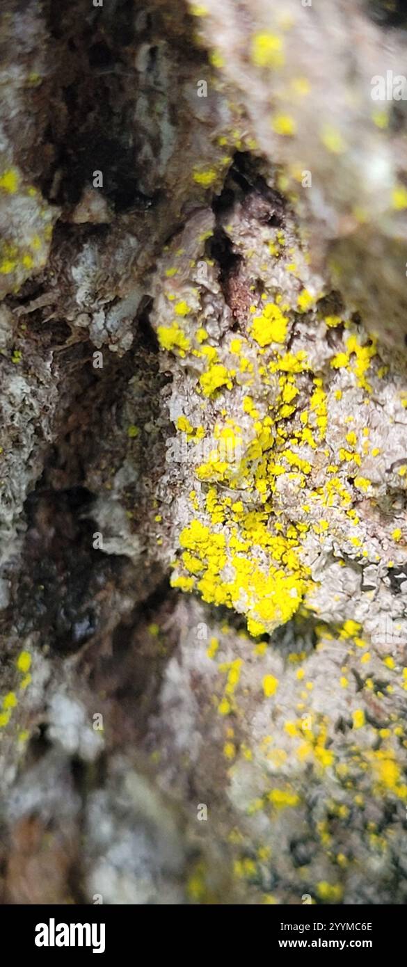 gold dust lichen (Chrysothrix candelaris Stock Photo - Alamy