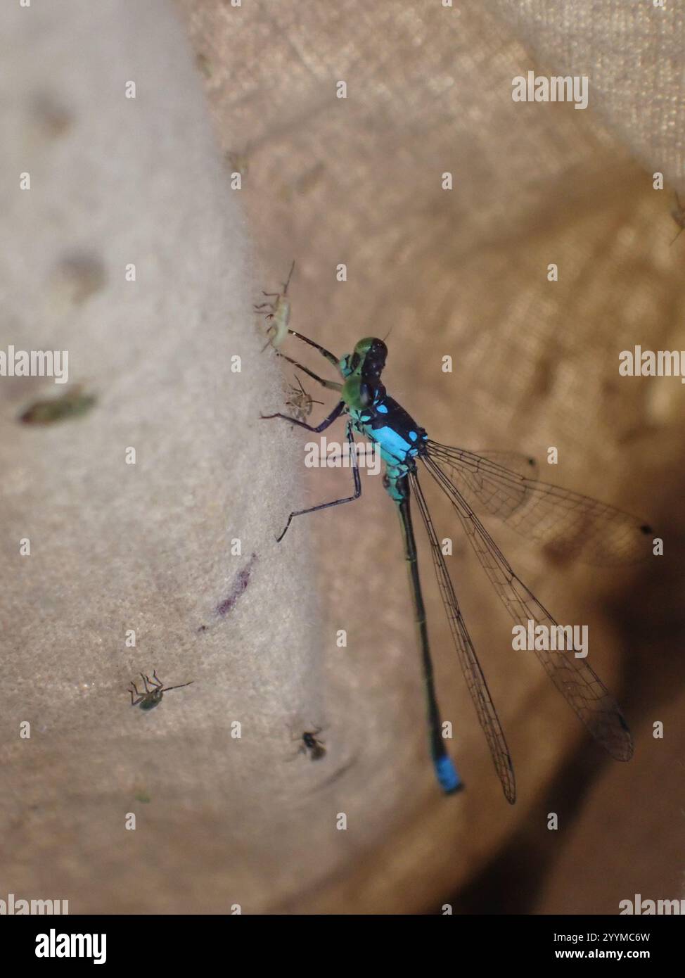 Pacific Forktail (Ischnura cervula Stock Photo - Alamy