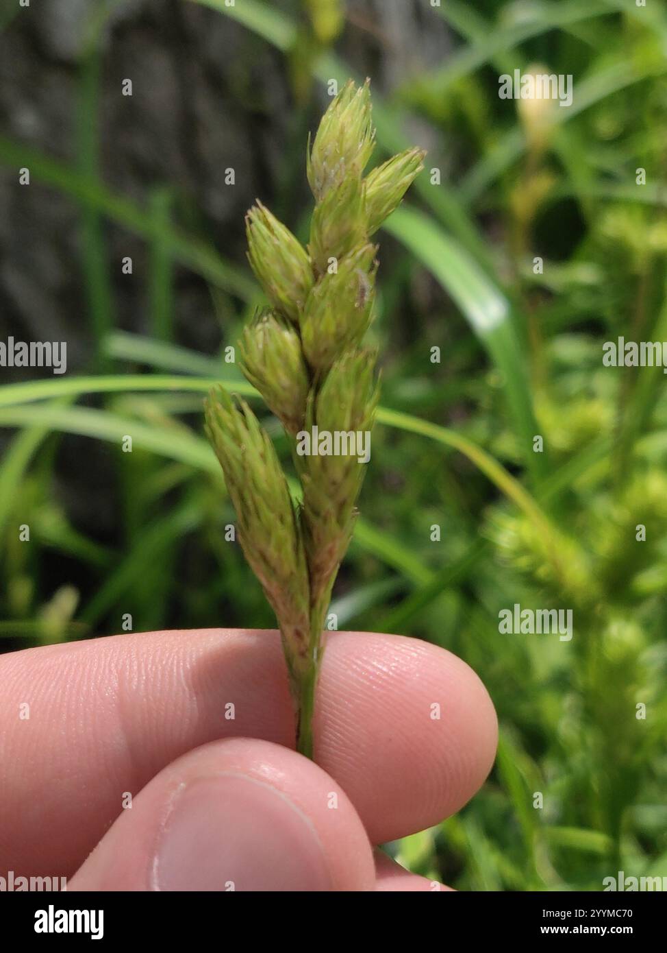 palm sedge (Carex muskingumensis Stock Photo - Alamy