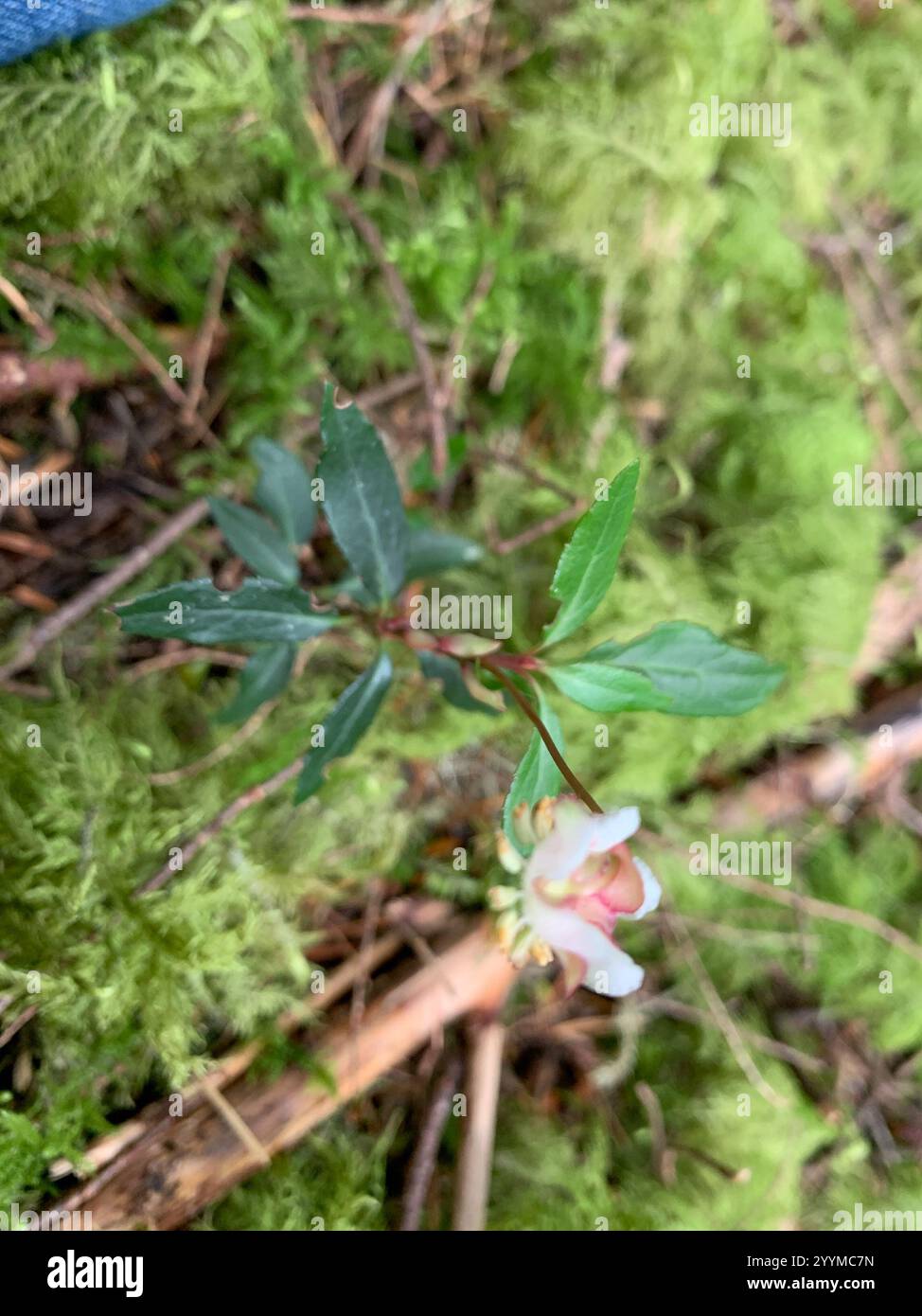 heath family (Ericaceae Stock Photo - Alamy