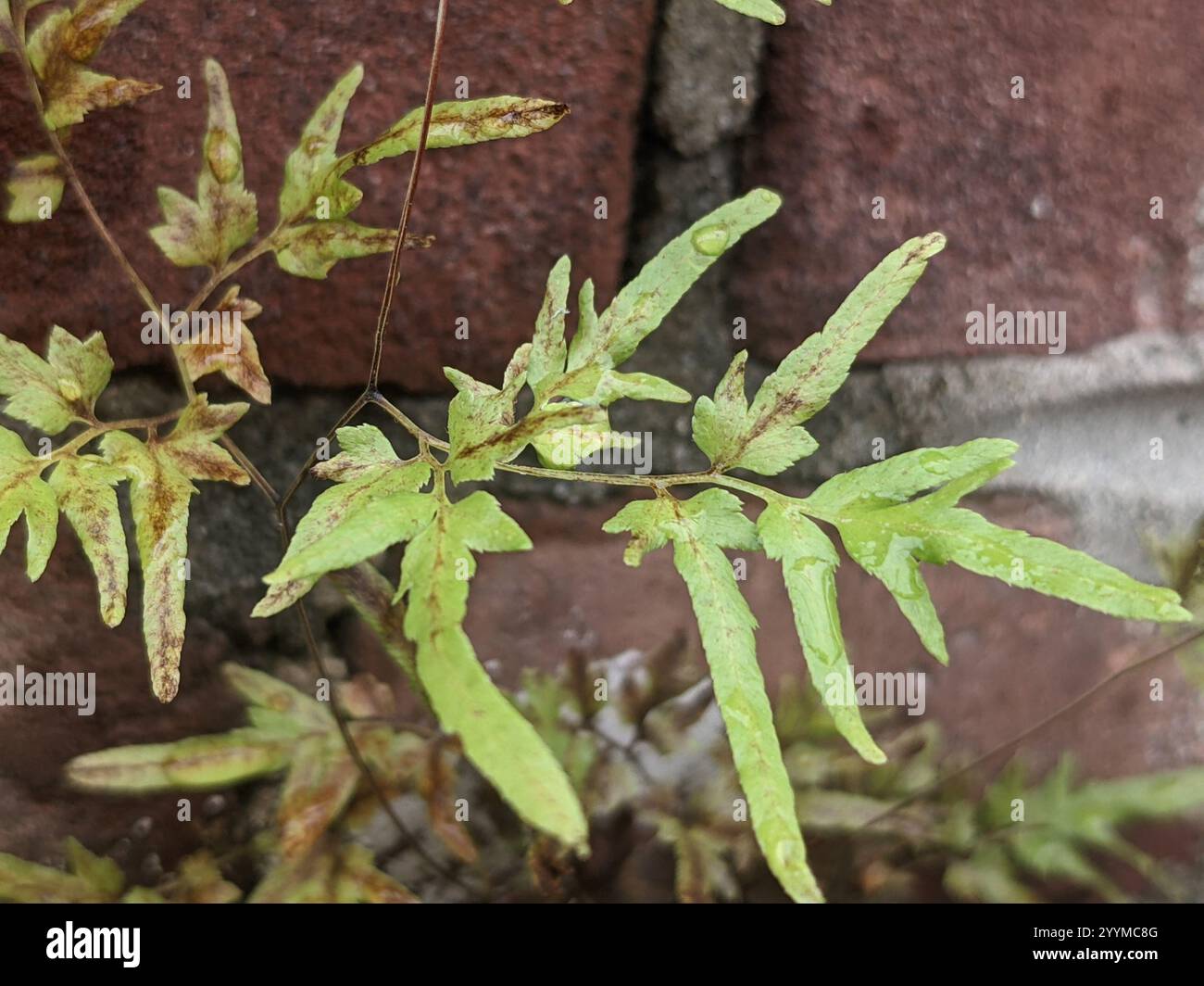 Japanese climbing fern (Lygodium japonicum Stock Photo - Alamy