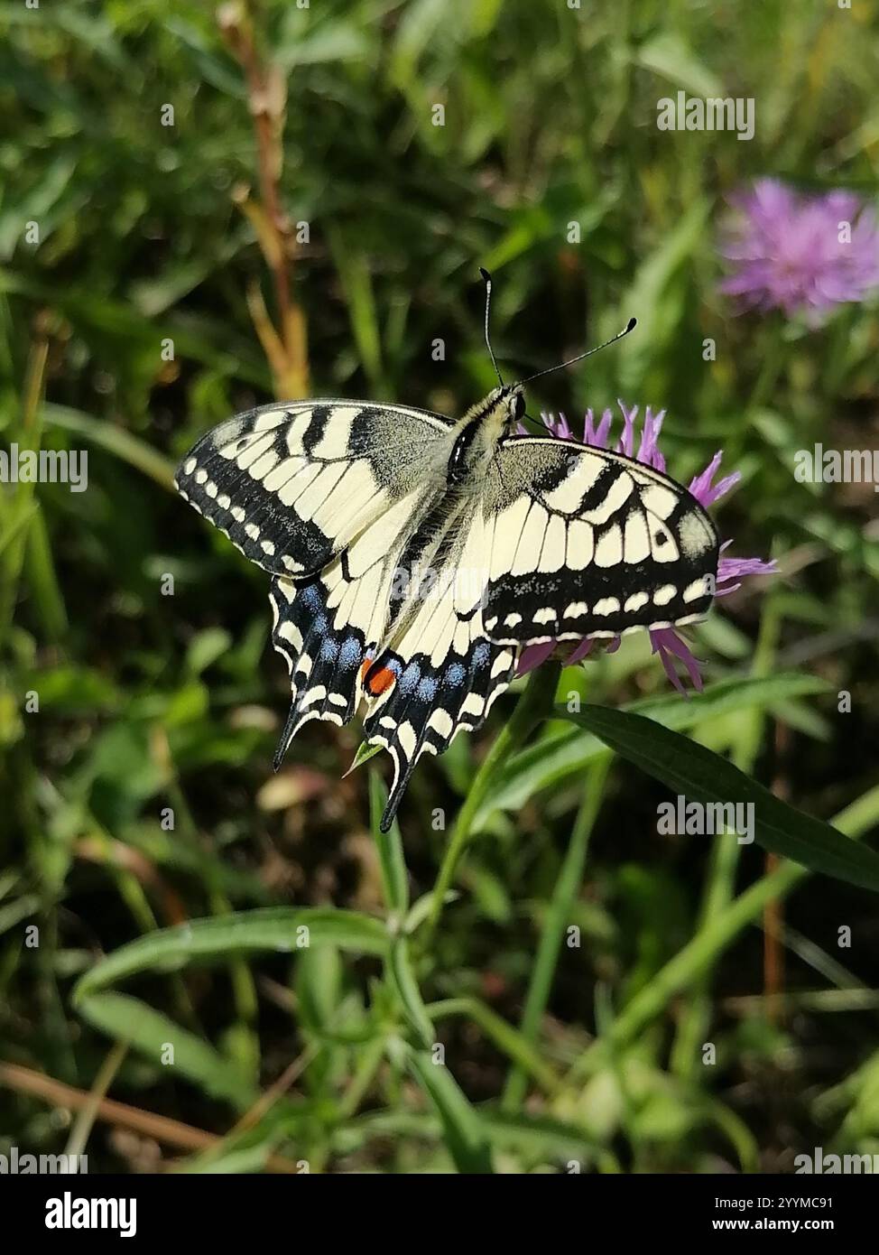Old World Swallowtail (Papilio machaon Stock Photo - Alamy