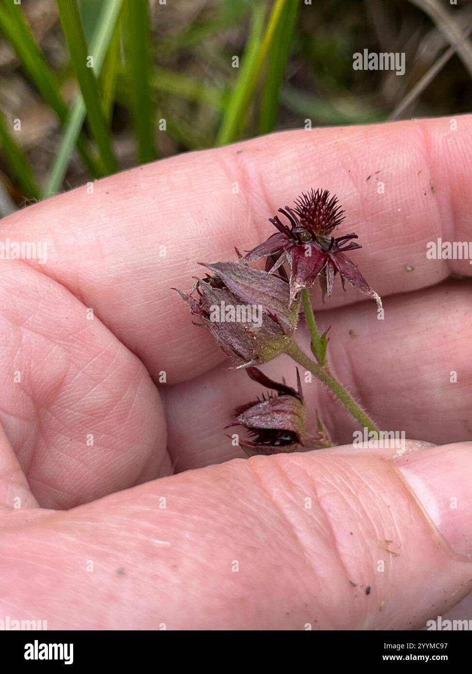 marsh cinquefoil (Comarum palustre Stock Photo - Alamy