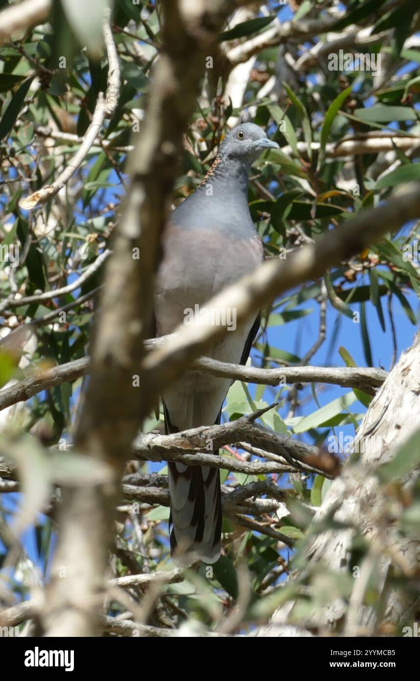 Bar-shouldered Dove (Geopelia humeralis Stock Photo - Alamy