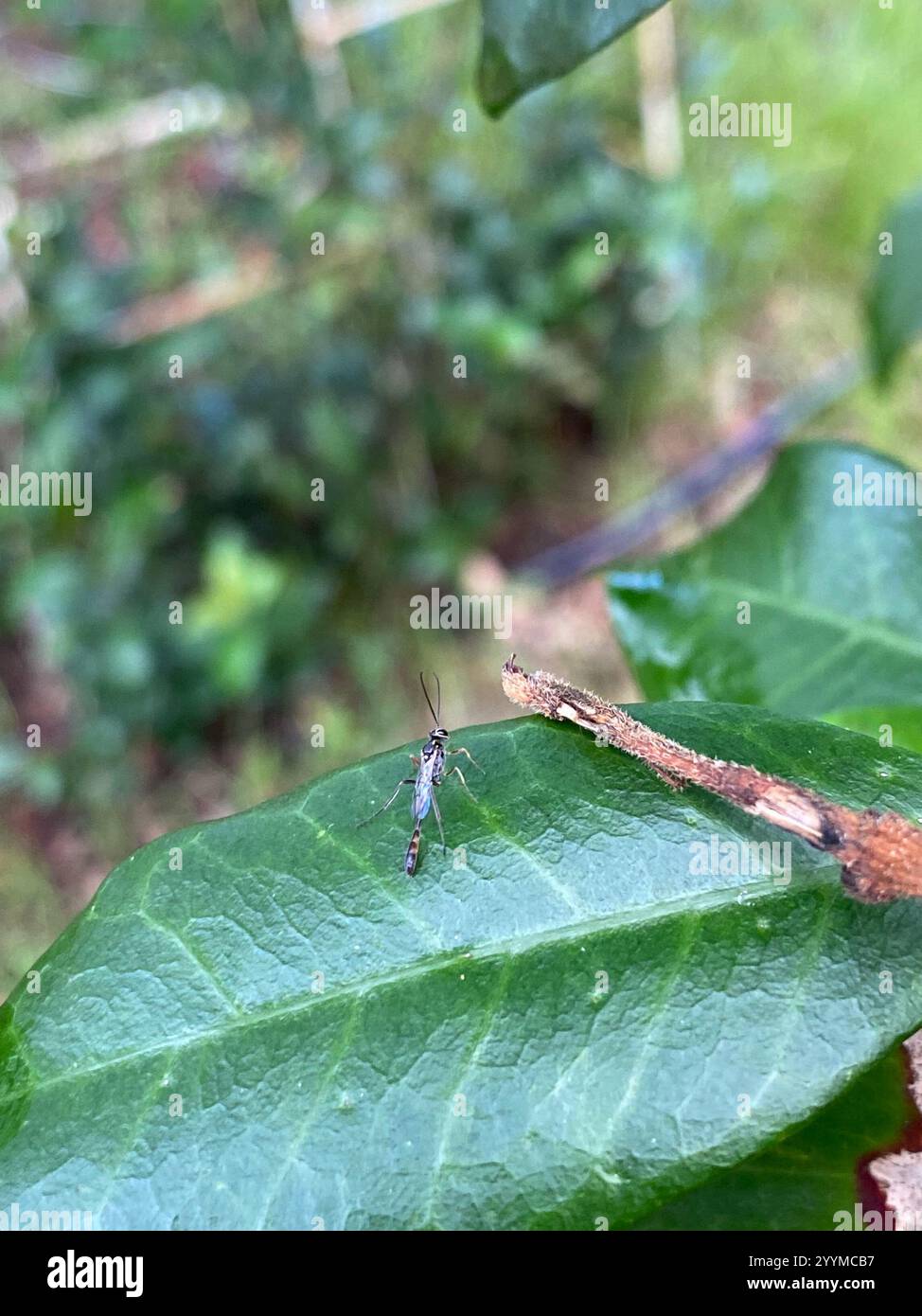 Anomaloninae hi-res stock photography and images - Alamy