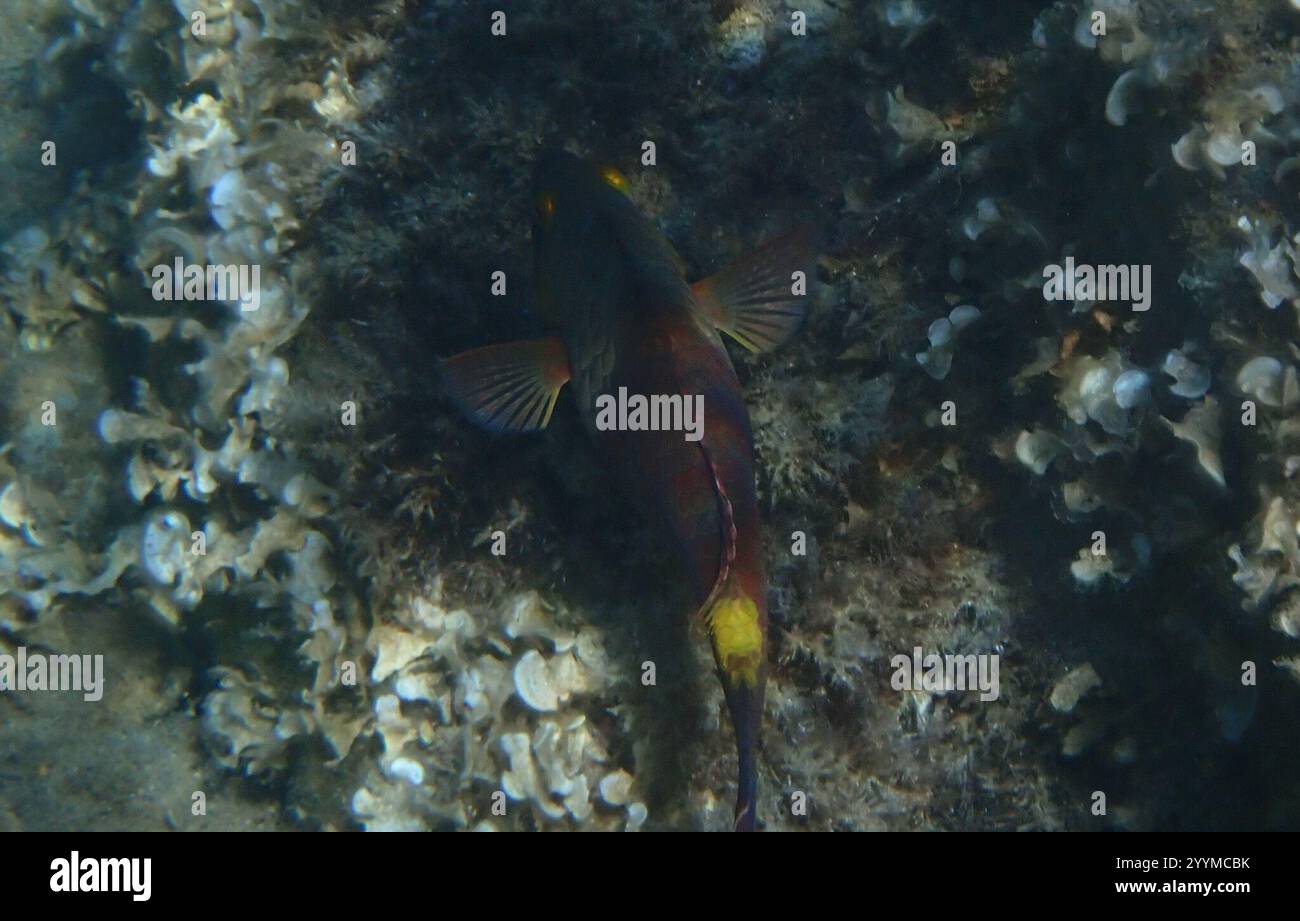 European Parrotfish (Sparisoma cretense Stock Photo - Alamy