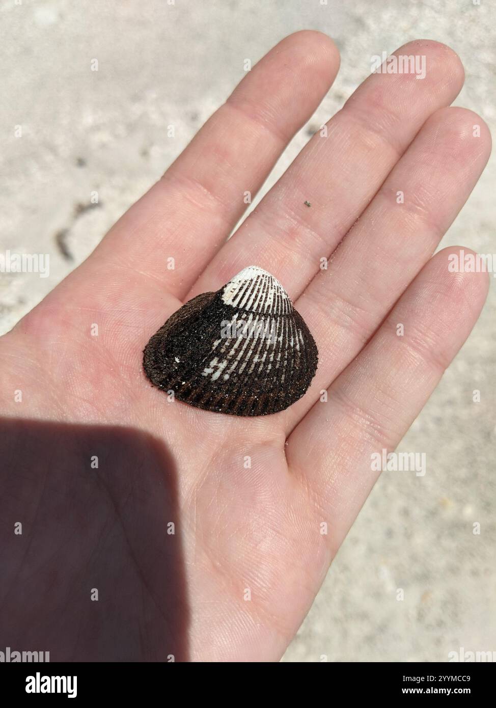 Ponderous Ark (Noetia ponderosa Stock Photo - Alamy