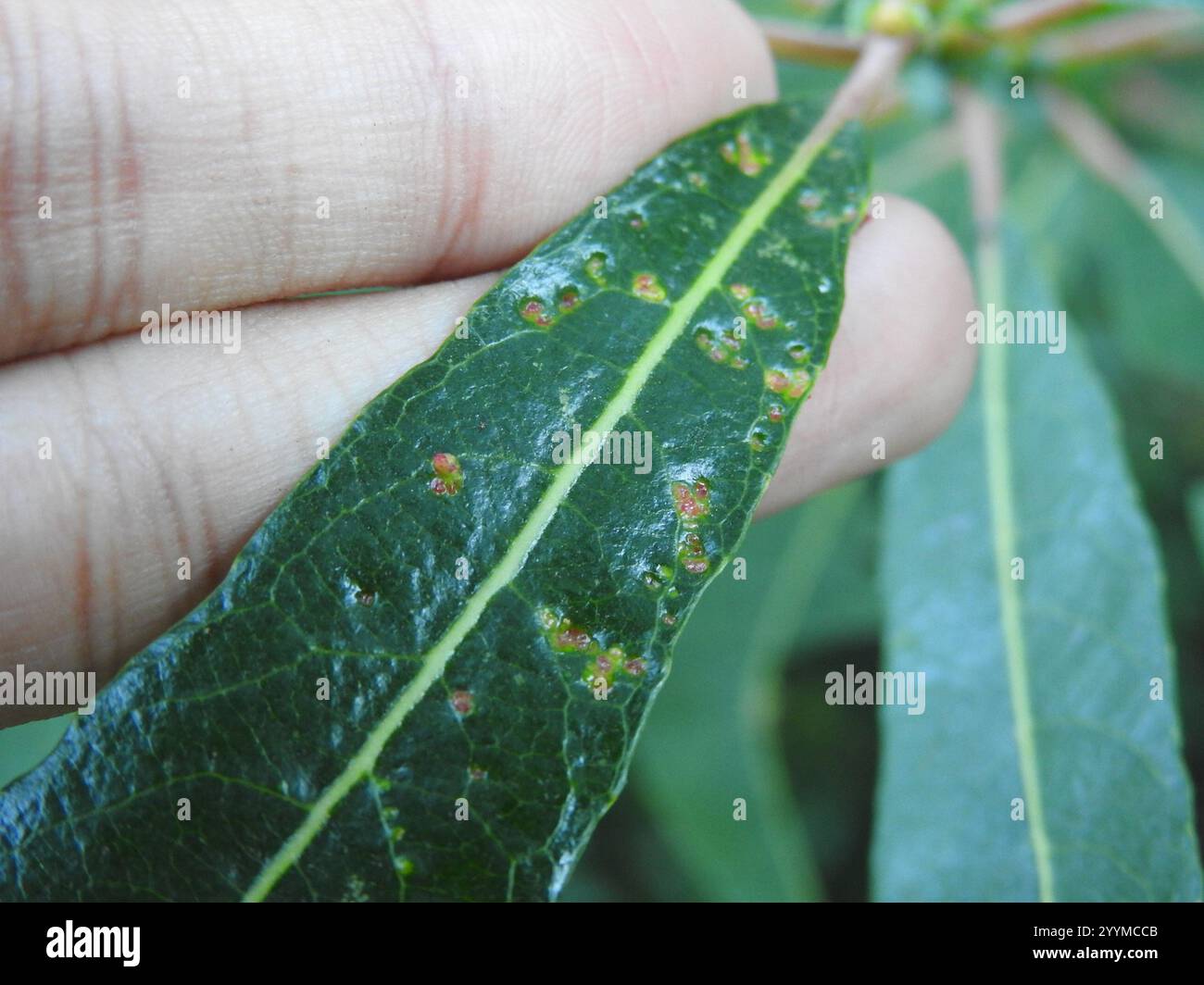 Western Red Willow Mite (Aculus laevigatae Stock Photo - Alamy