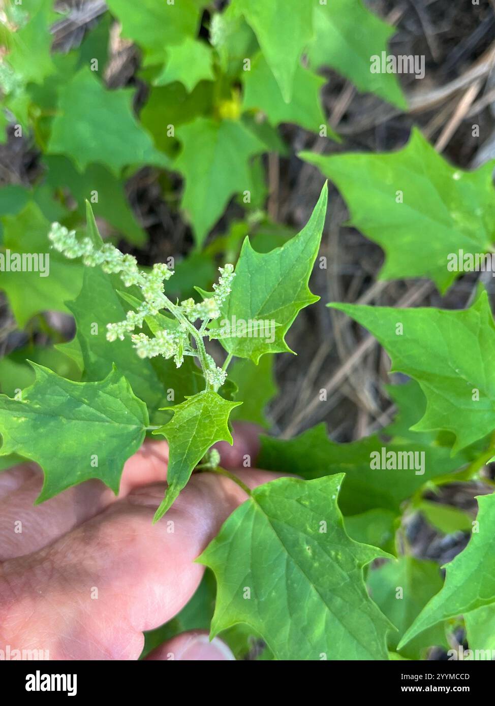 American maple-leaved goosefoot (Chenopodiastrum simplex Stock Photo ...