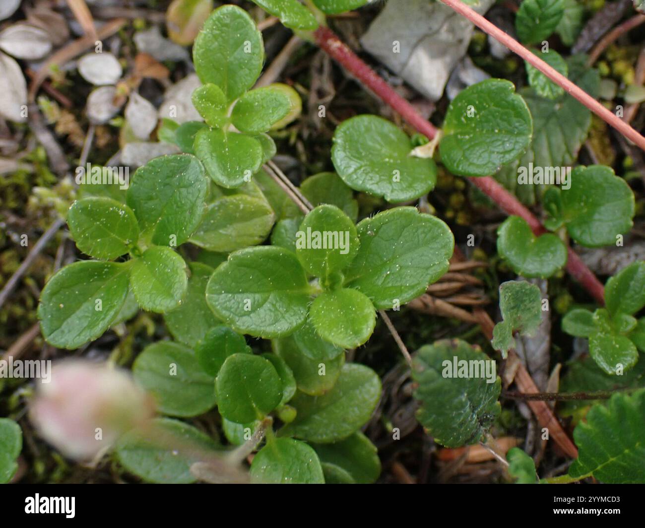 Twinflower (Linnaea borealis Stock Photo - Alamy