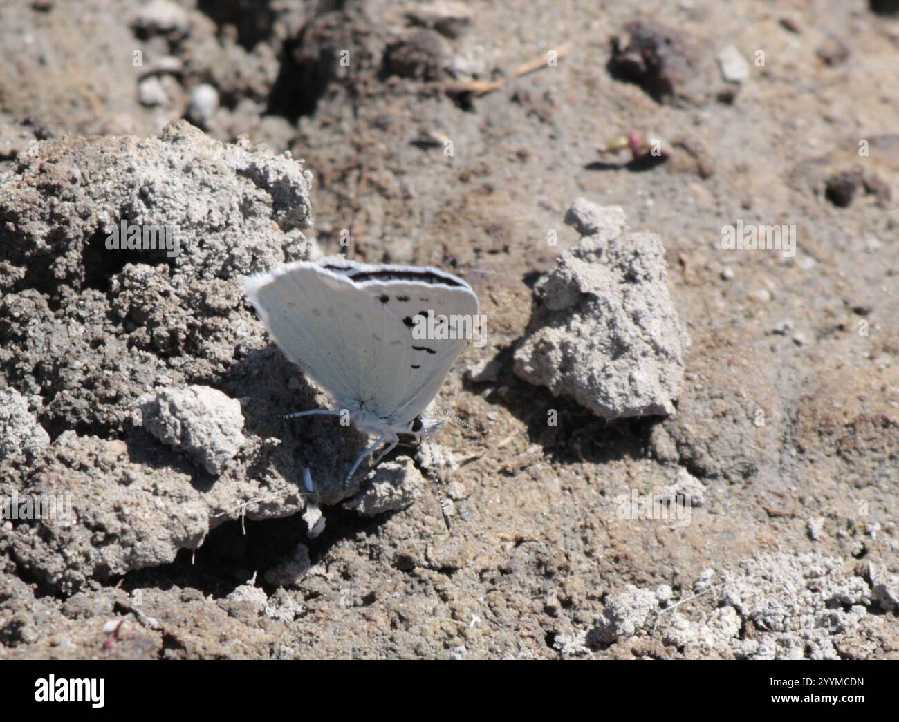 Blue Copper (Tharsalea heteronea Stock Photo - Alamy