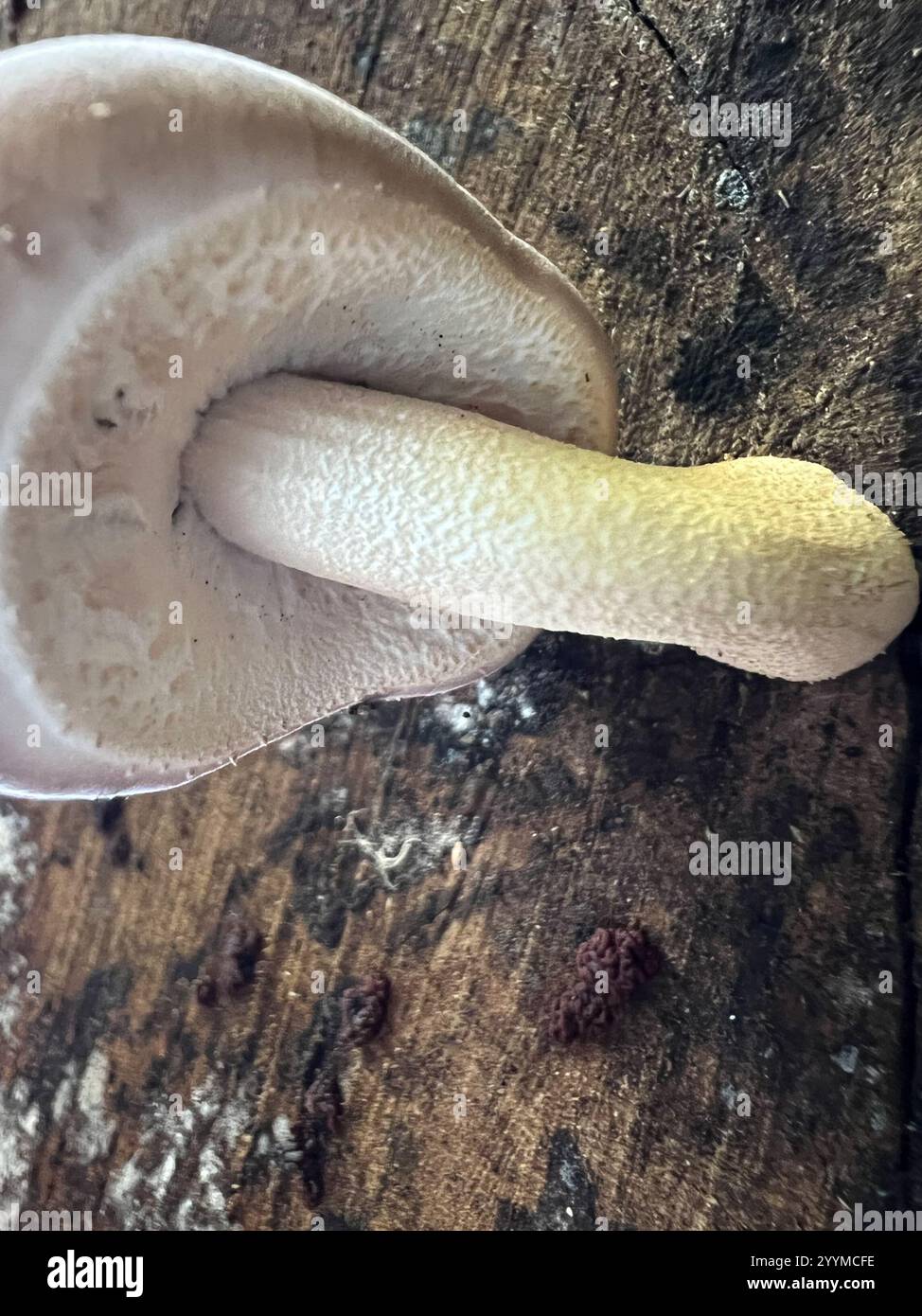 Tawaka (Cyclocybe parasitica Stock Photo - Alamy