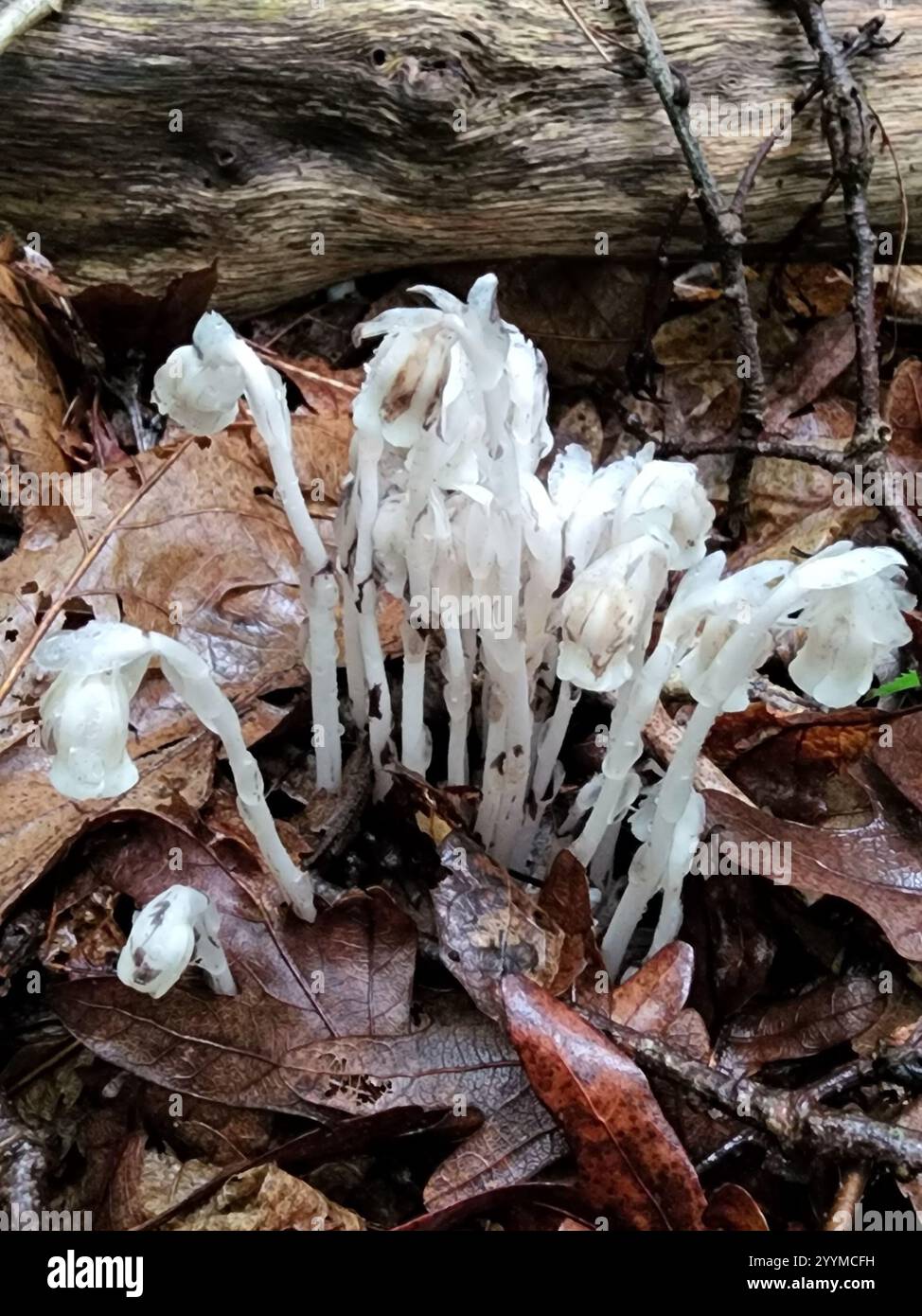 Ghost Pipe (Monotropa uniflora Stock Photo - Alamy