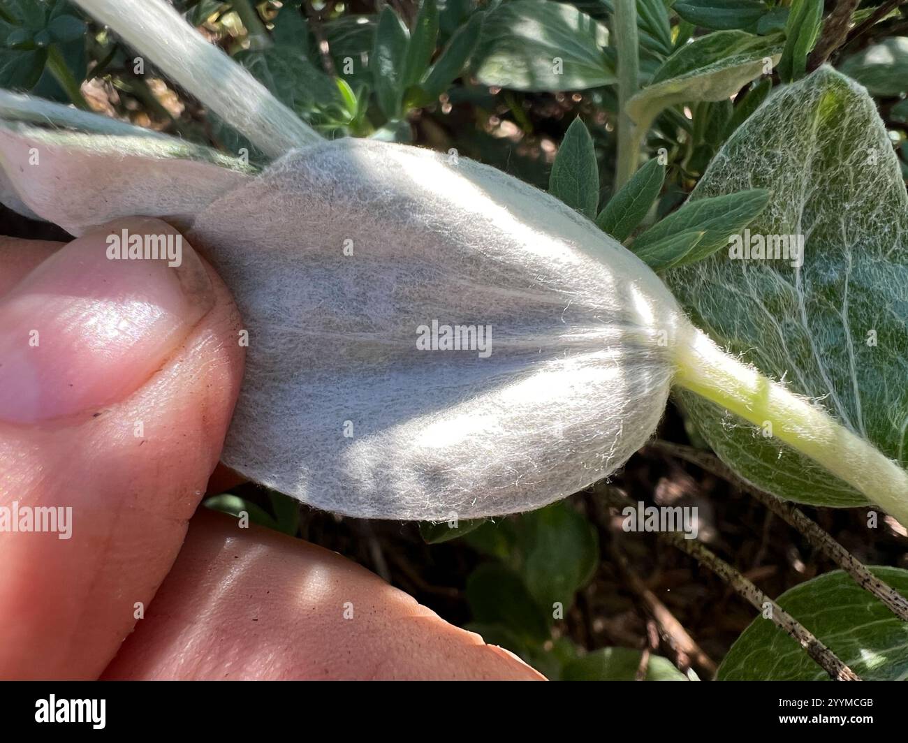 Littleleaf Silverback (Luina hypoleuca Stock Photo - Alamy