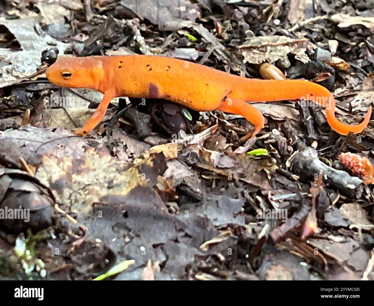 Eastern Newt (Notophthalmus viridescens Stock Photo - Alamy