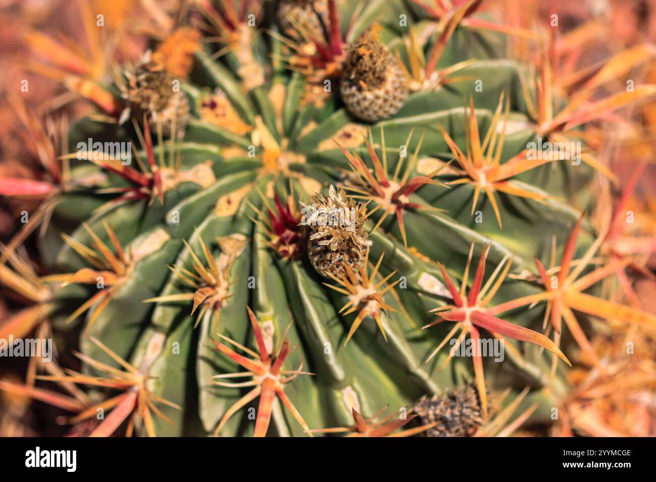 A cactus with brown and green spines. The cactus is surrounded by a ...