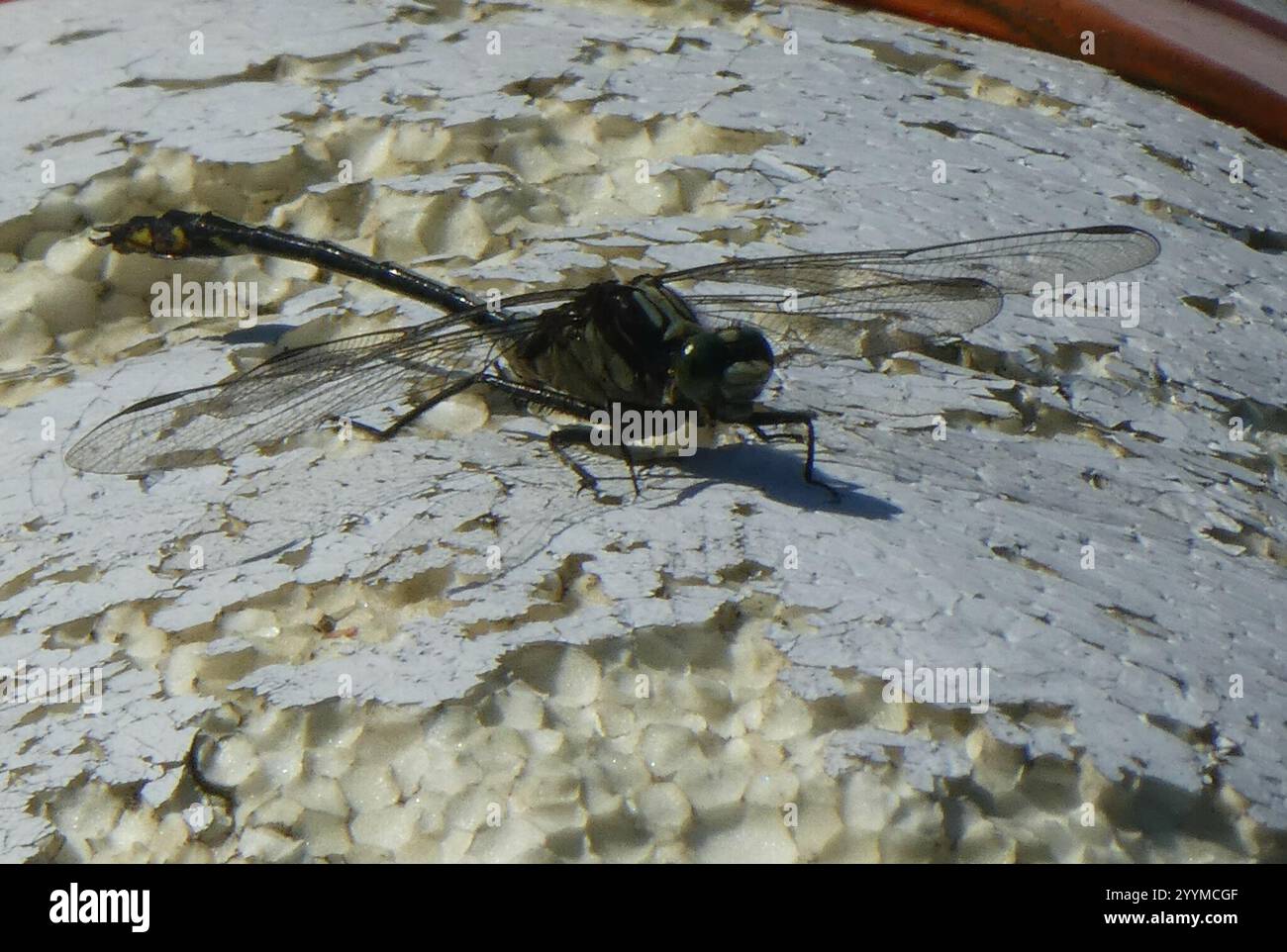 Black-shouldered Spinyleg (Dromogomphus spinosus Stock Photo - Alamy