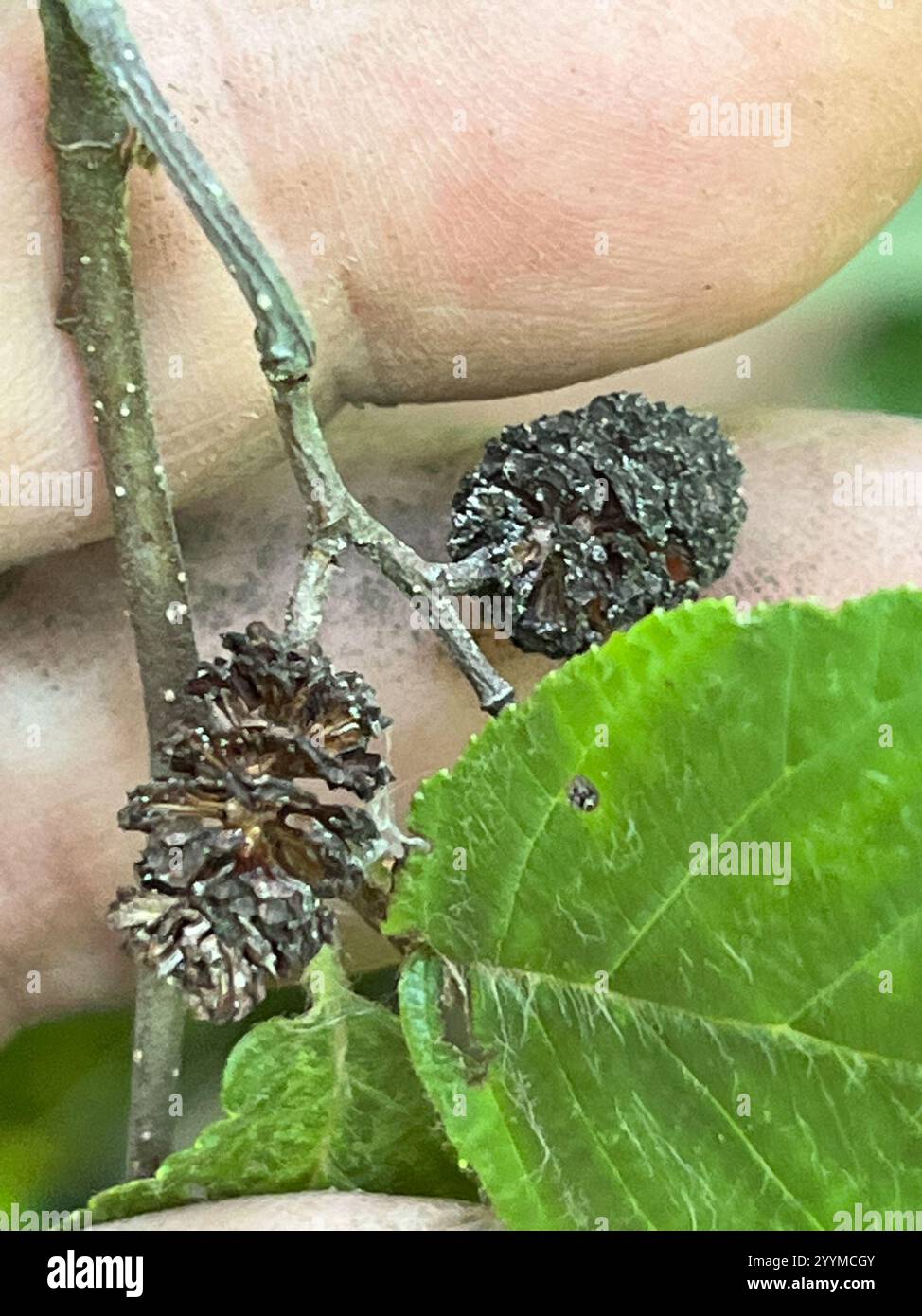 smooth alder (Alnus serrulata Stock Photo - Alamy