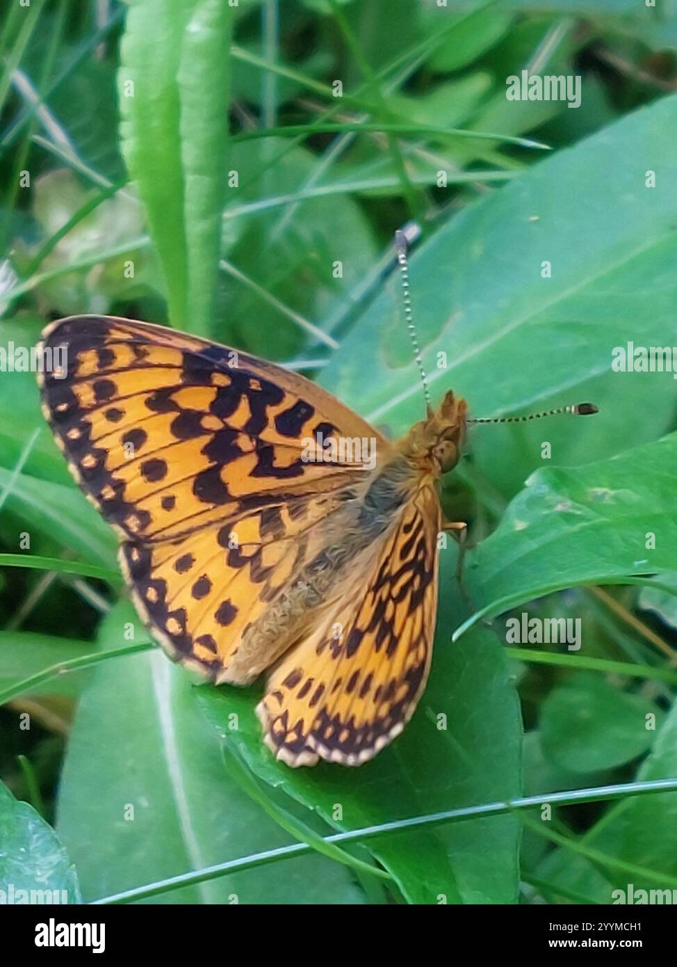 American Silver-bordered Fritillary (Boloria myrina Stock Photo - Alamy