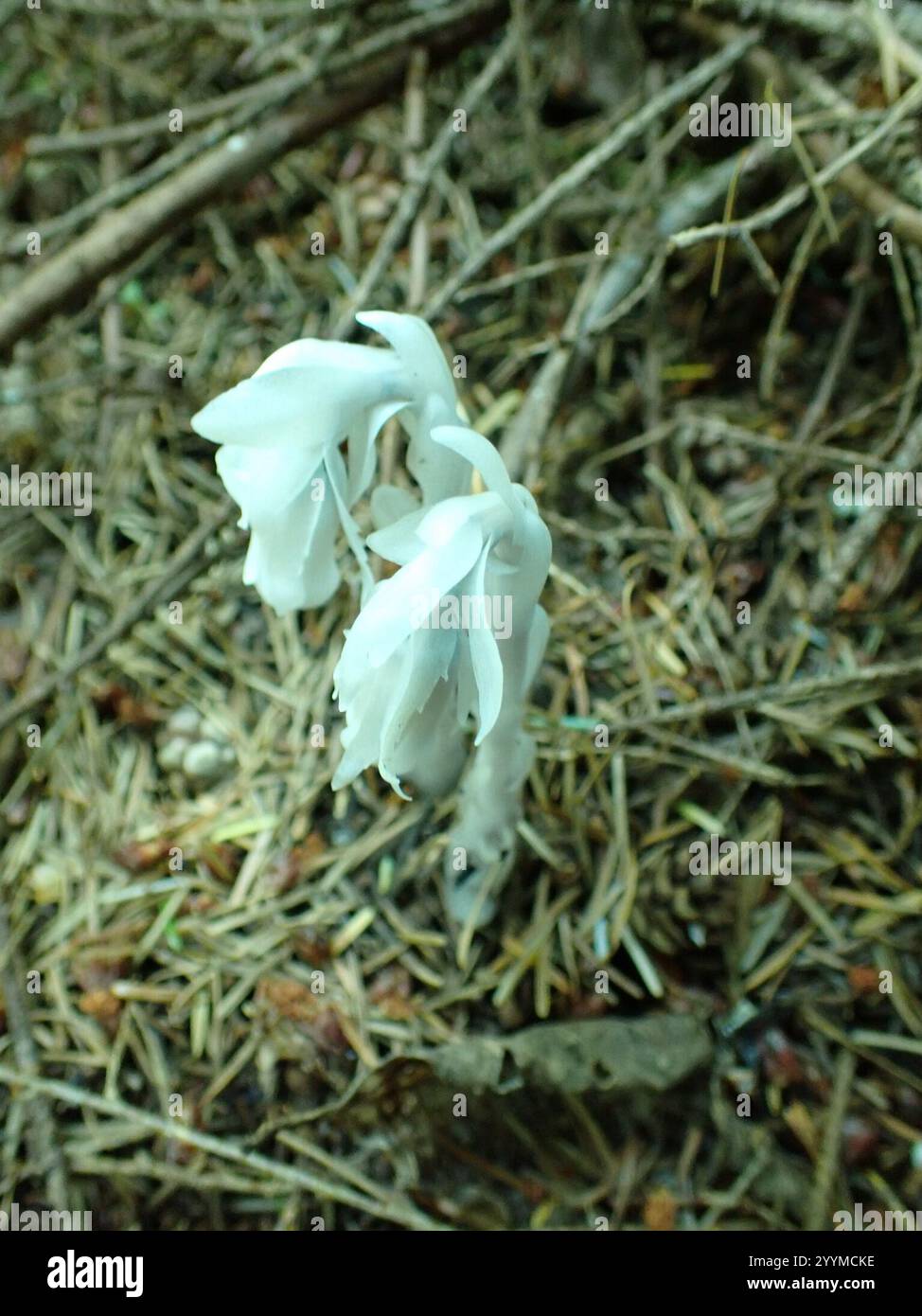 Ghost Pipe (Monotropa uniflora Stock Photo - Alamy