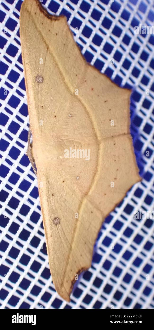 Cross-line Wave Moth (Traminda aventiaria Stock Photo - Alamy