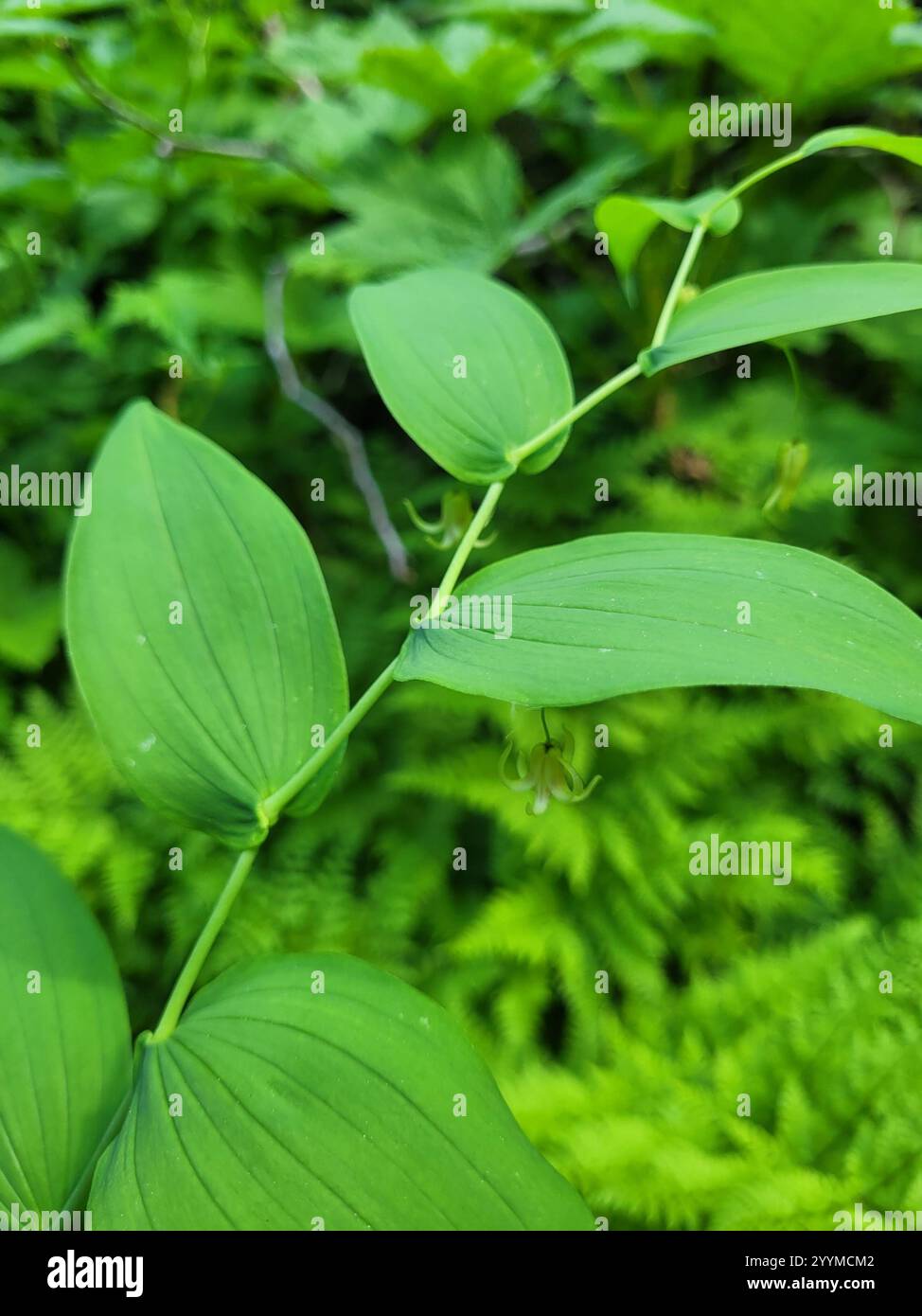 white twisted-stalk (Streptopus amplexifolius Stock Photo - Alamy