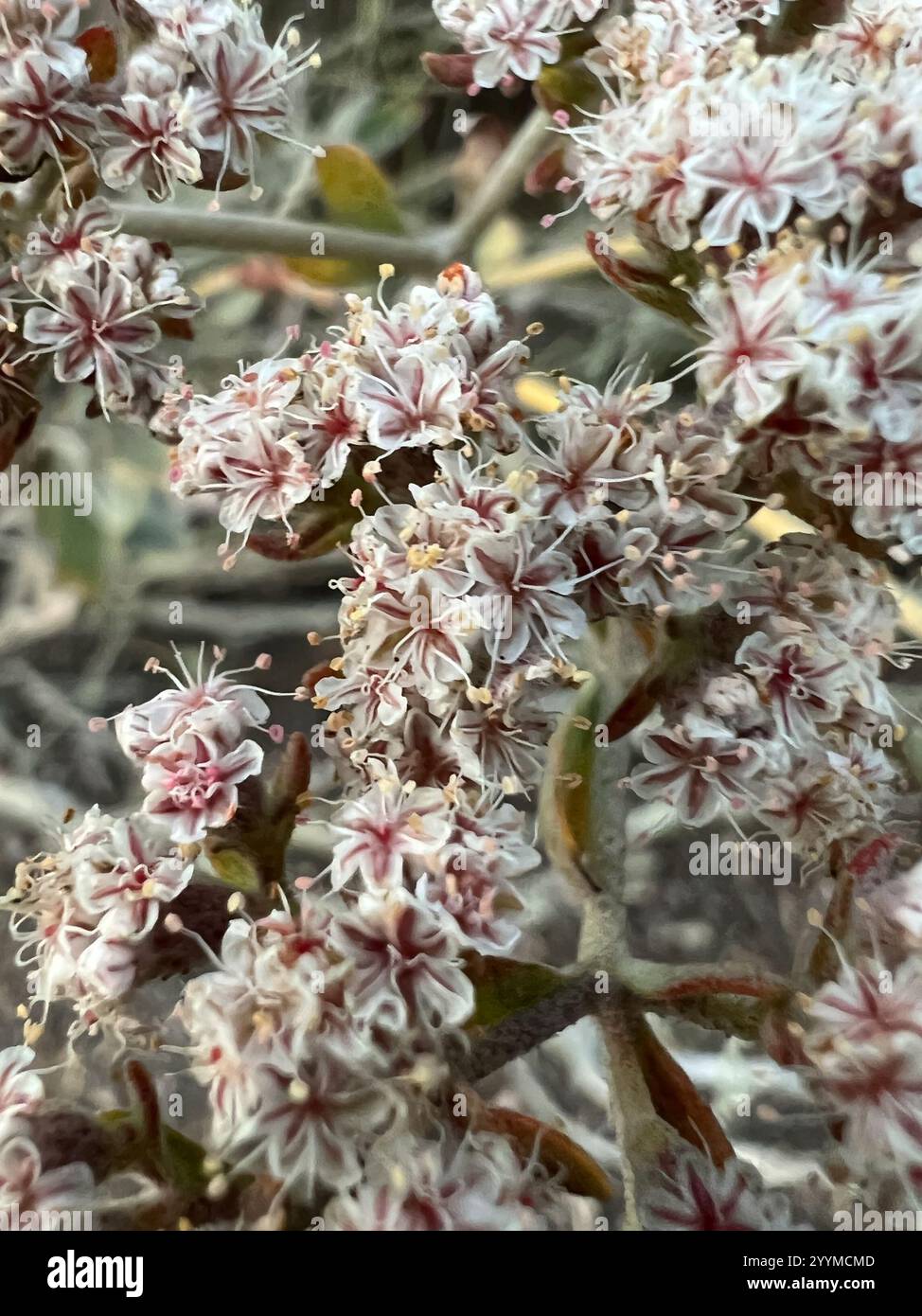 St catherines lace hi-res stock photography and images - Alamy