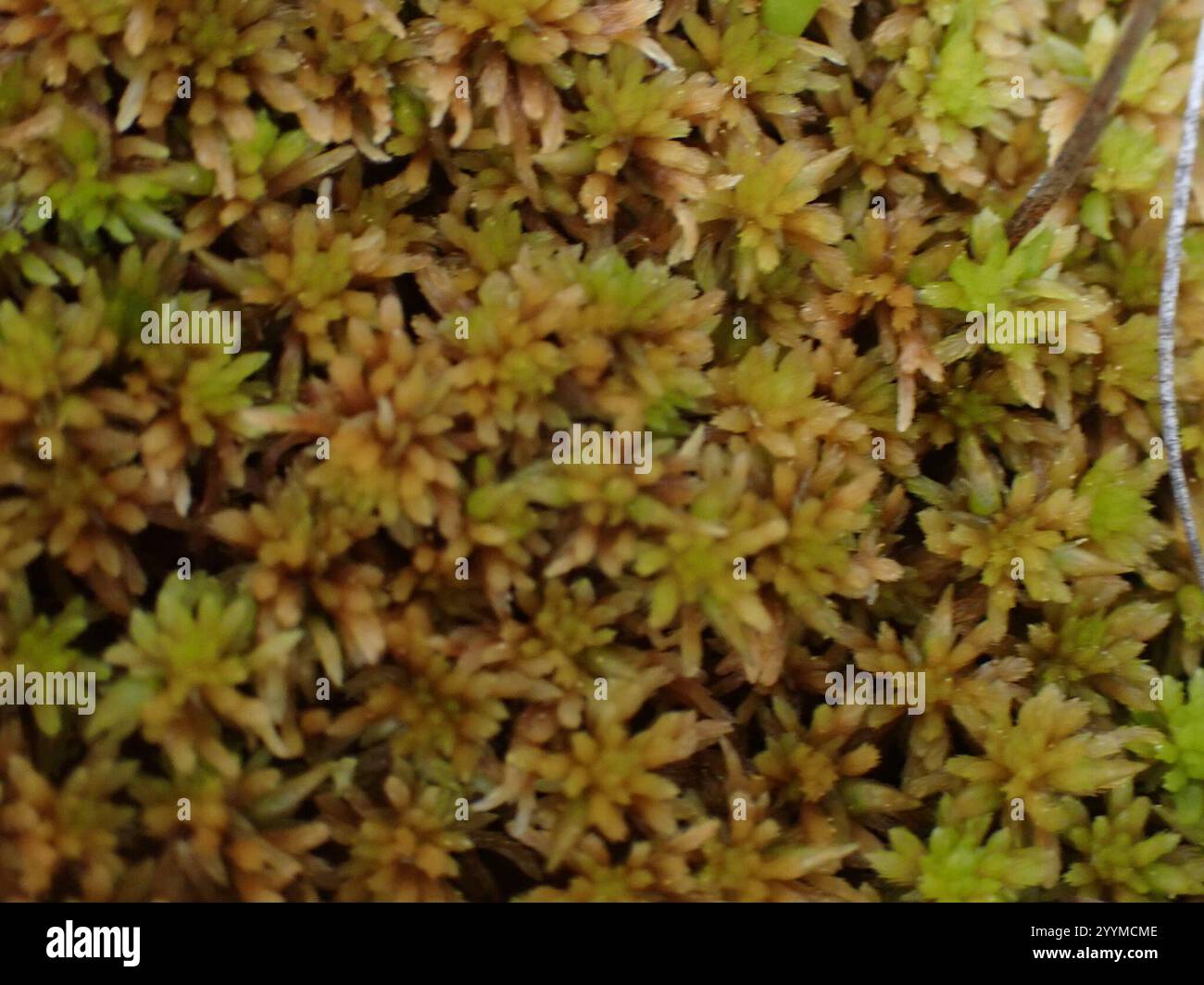 Sphagnum mosses (Sphagnum Stock Photo - Alamy