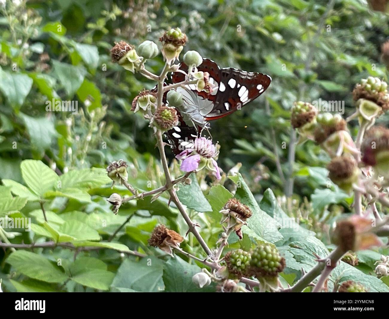 Southern White Admiral (Limenitis reducta Stock Photo - Alamy